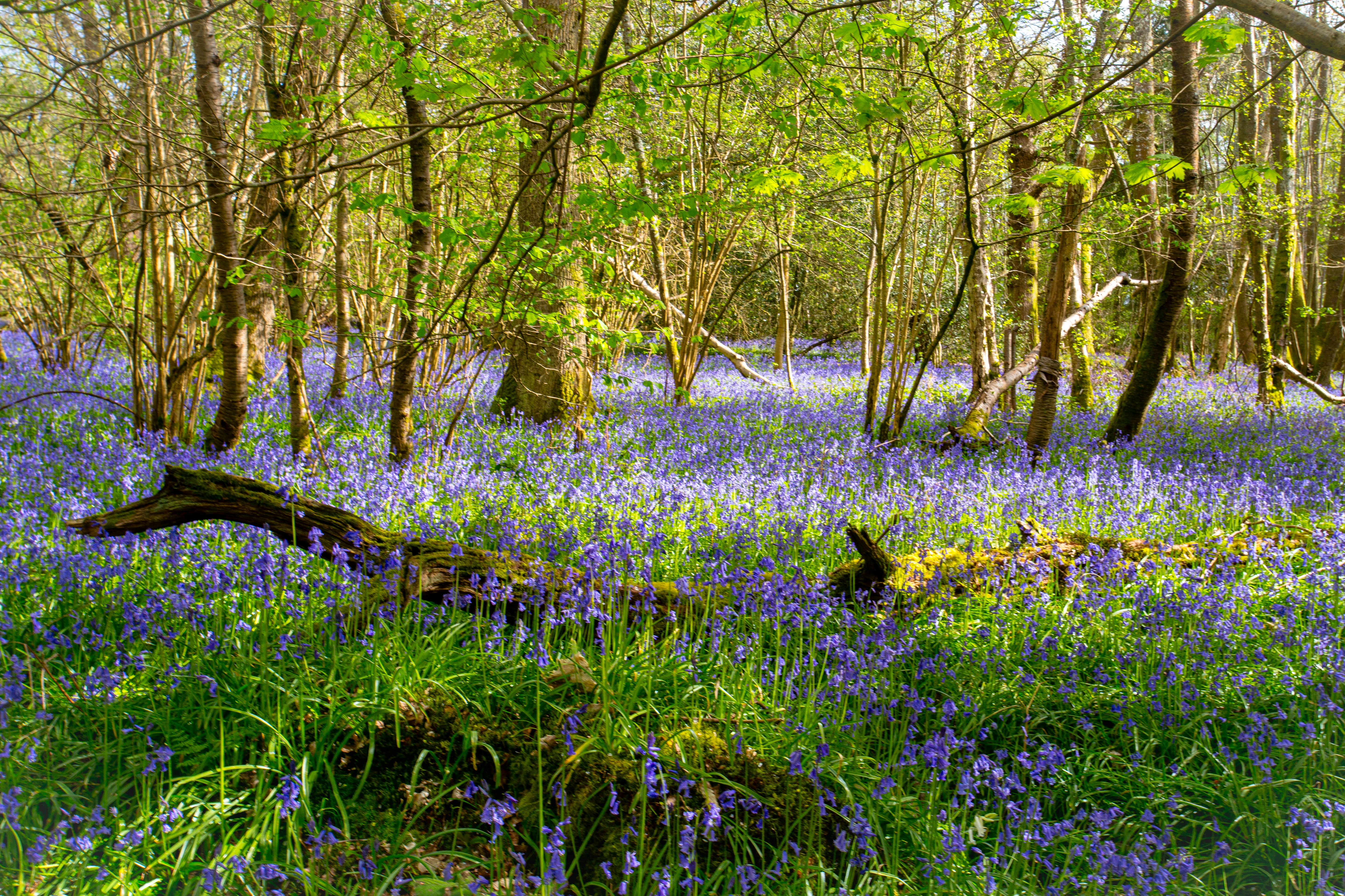 Carpet of Bluebells Beneath a Quiet Canopy