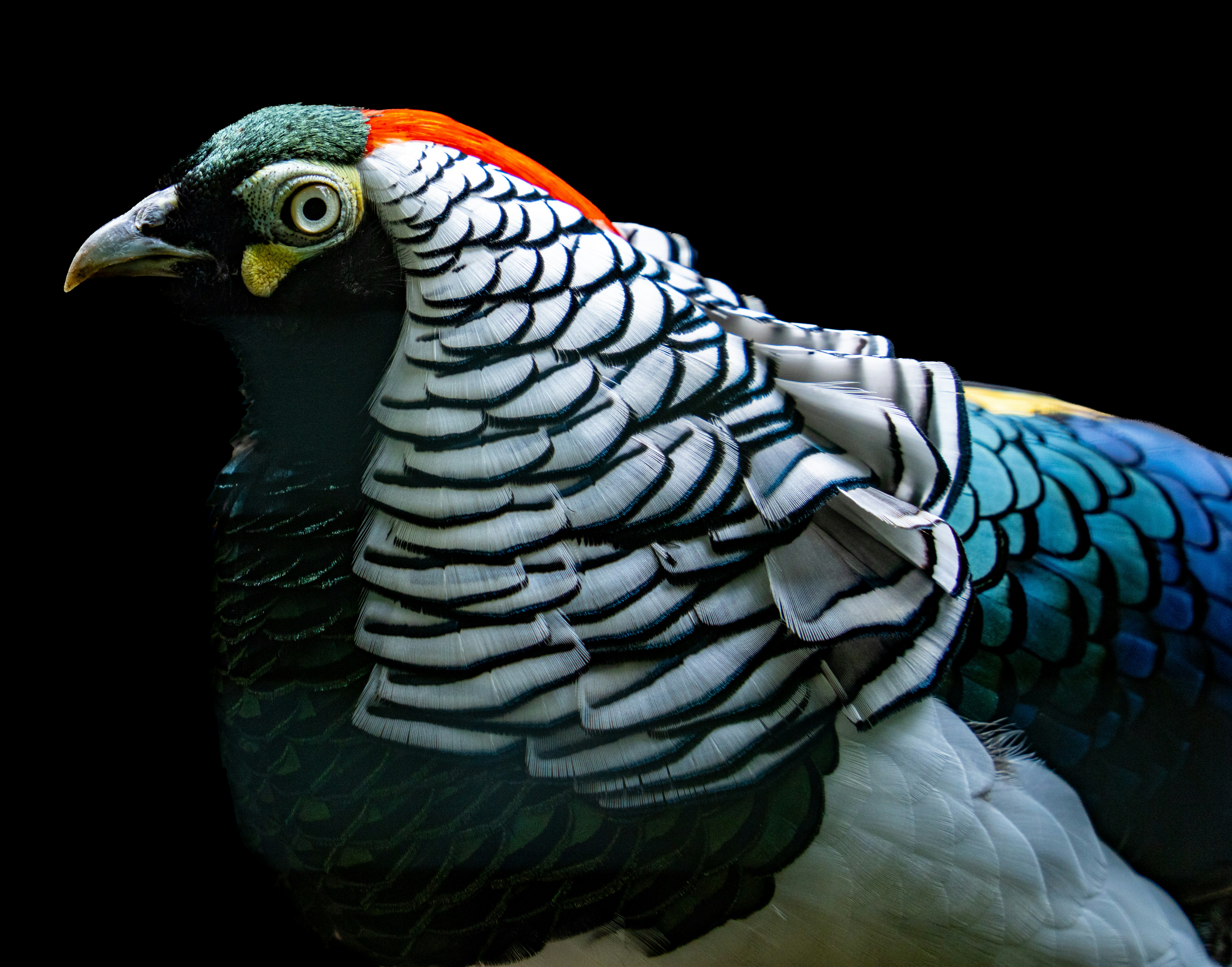 Color-locked Stripes: Portrait of a Resplendent Quail (Pheasant-like close-up)