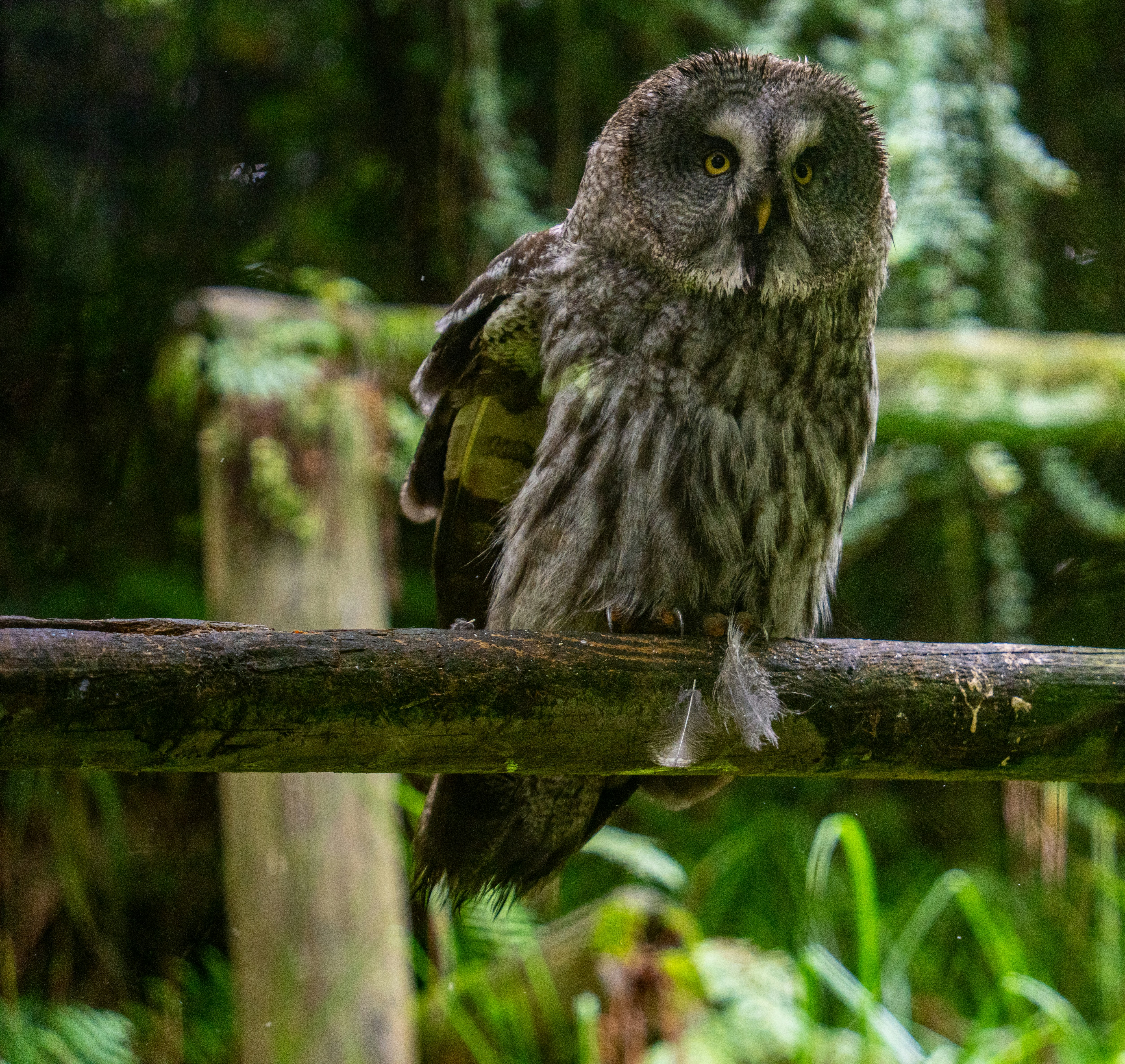 Eyes of the forest: nocturnal guardian on a mossy perch