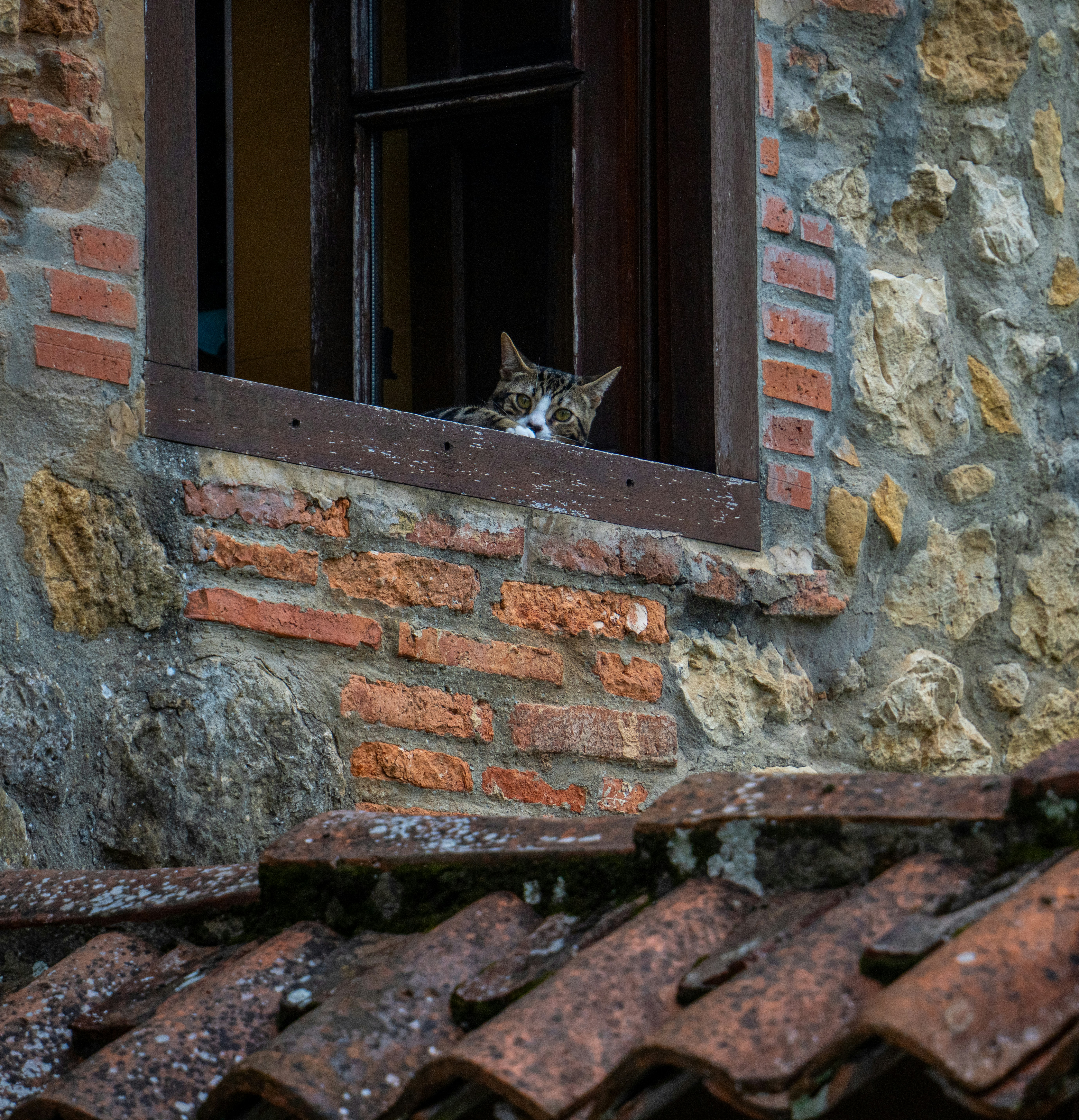 Silly Cats photo shot on Sony Alpha 1