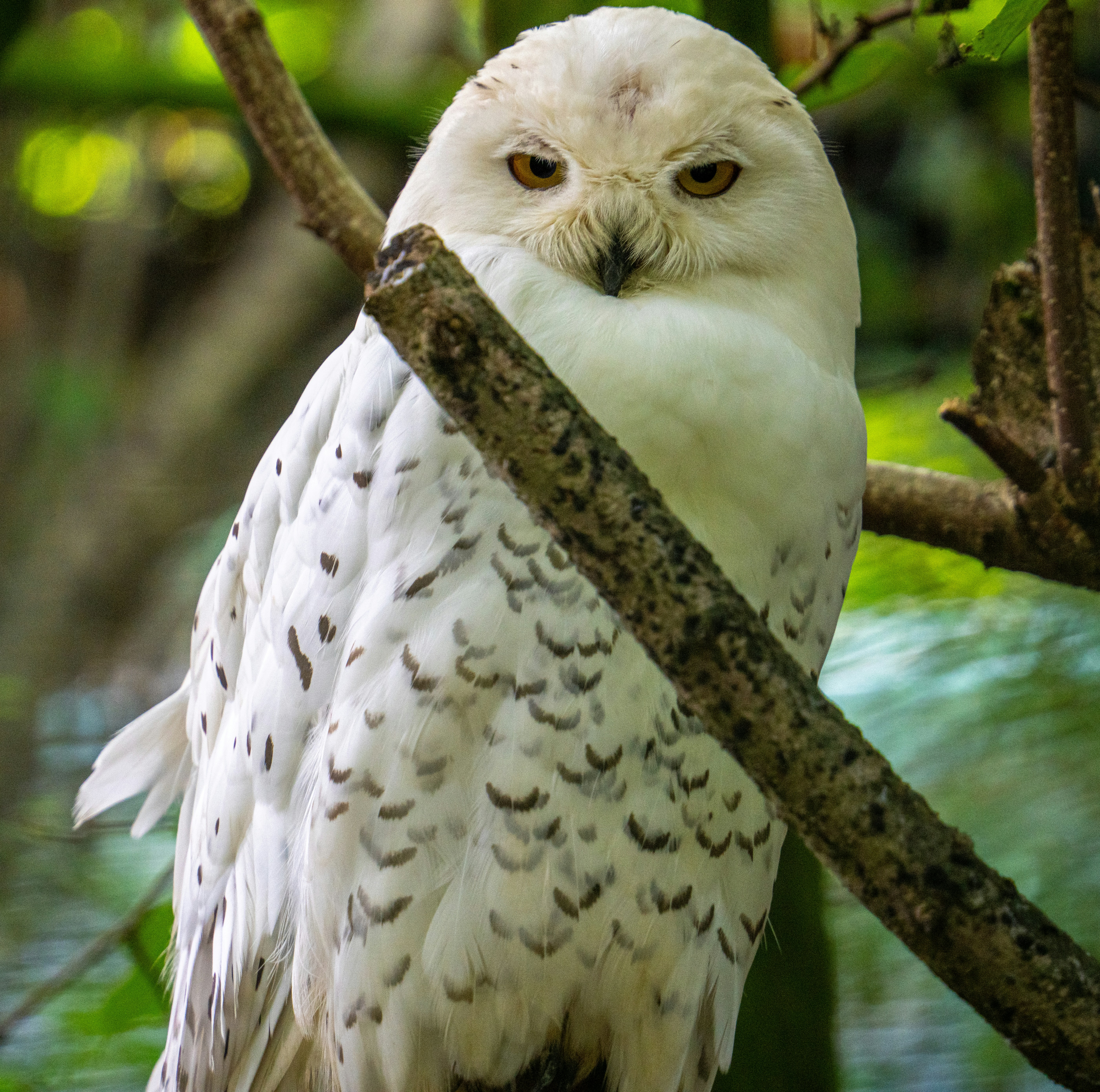 Snowy Owl in Dappled Light: Focused Gaze Through Branches