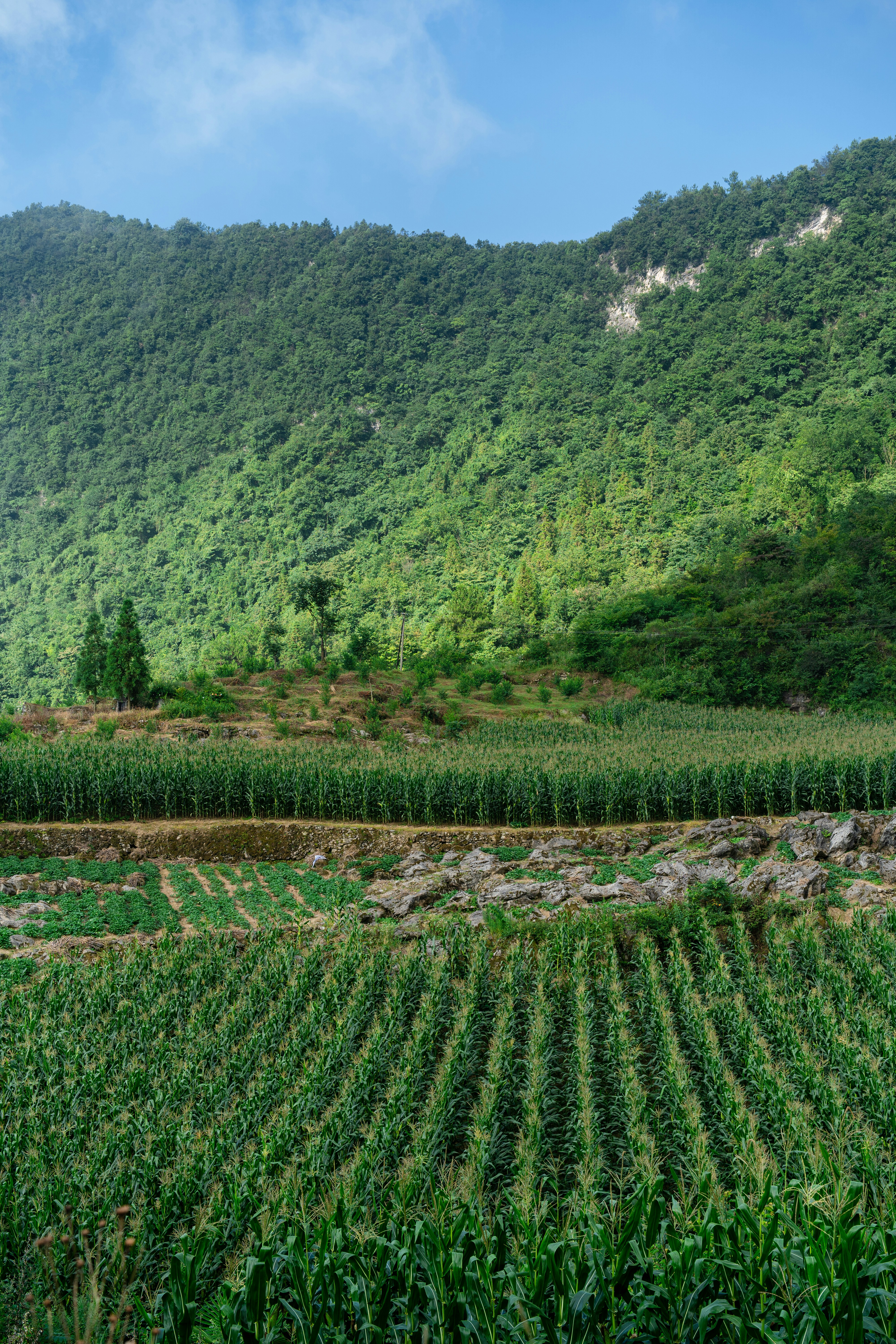 Terraced Cornfields Against a Green Mountain Ridge