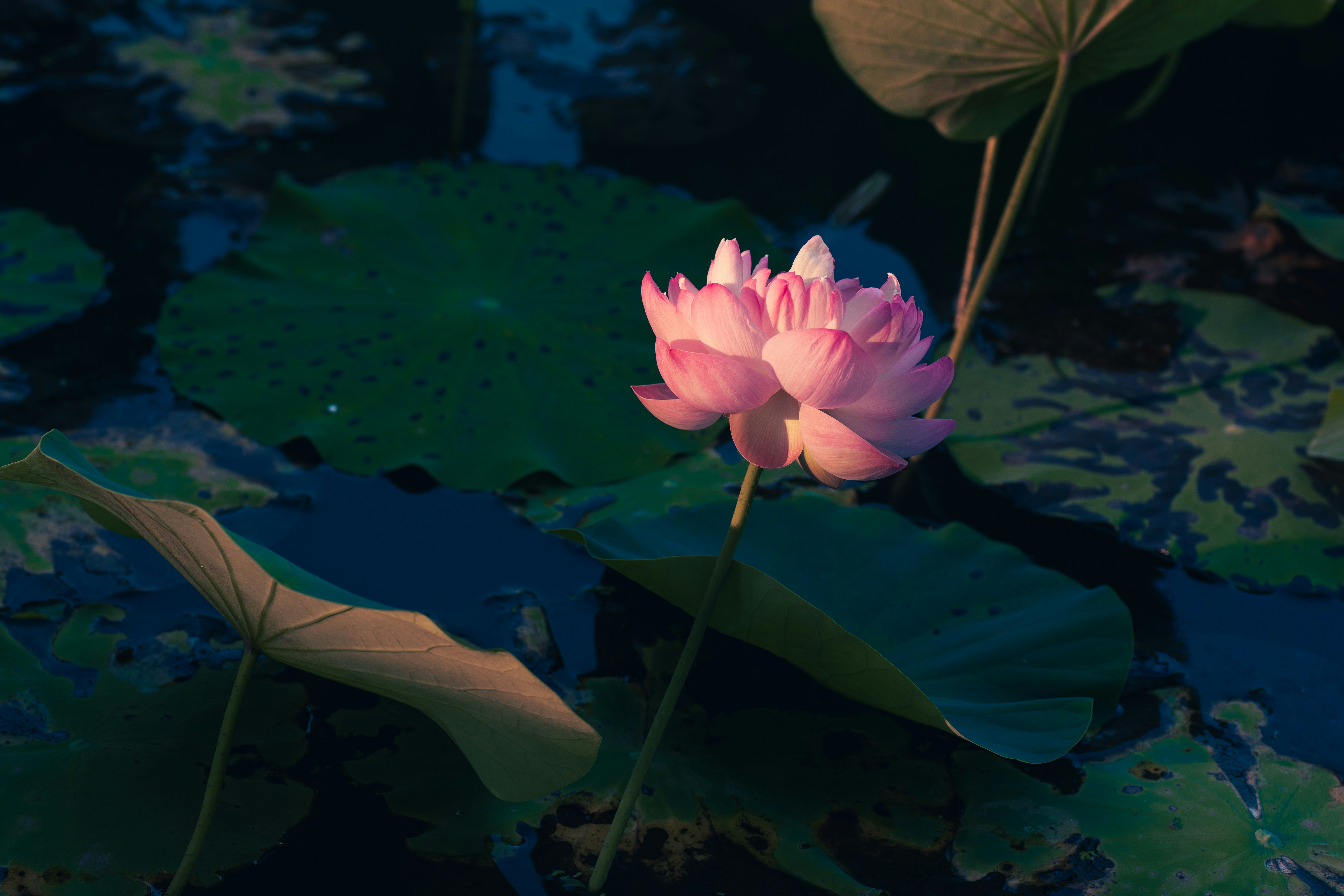 Pink Lotus Emerges from Dusky Pond