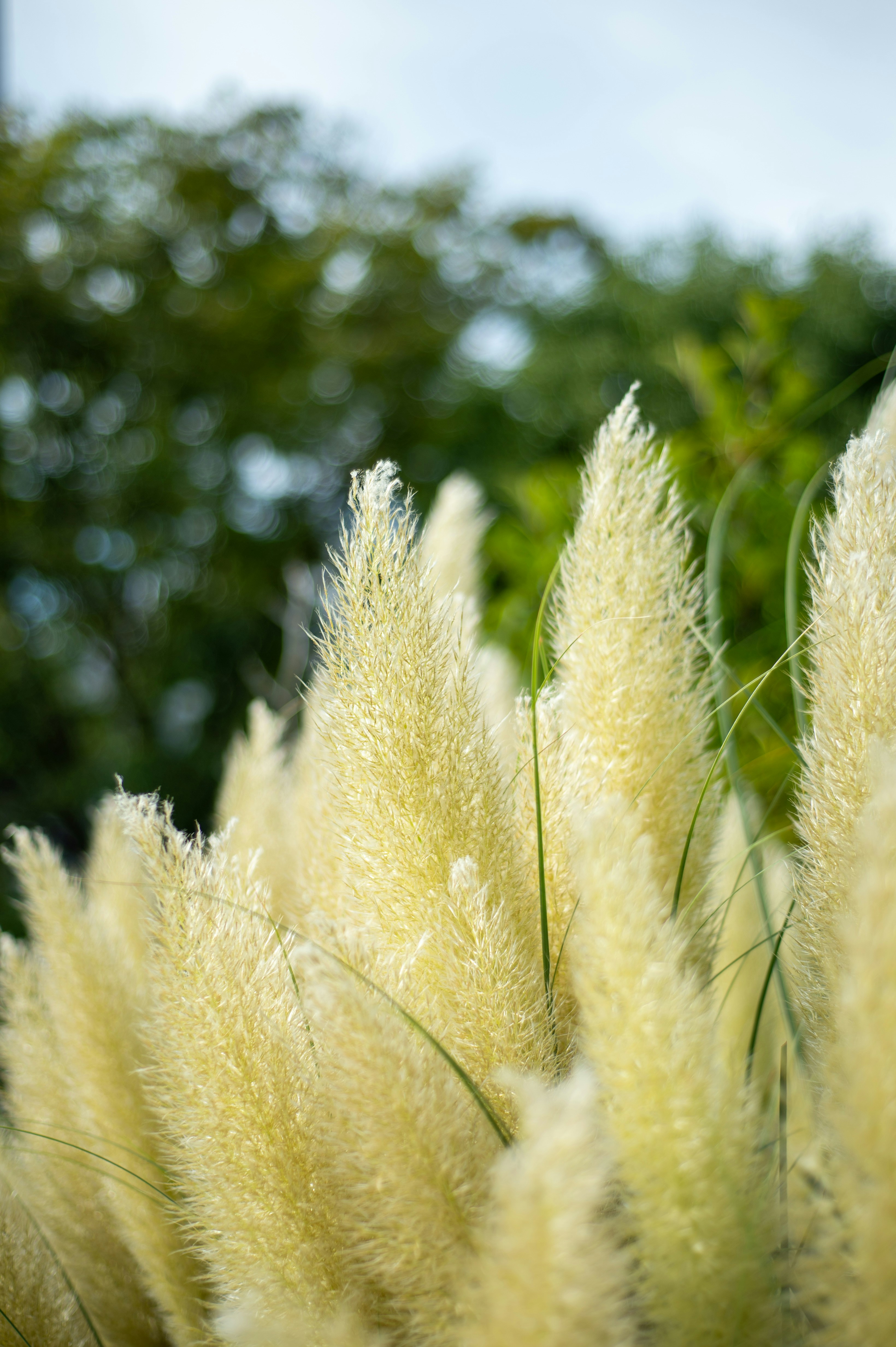 Warm plumes of ornamental grass glow in bright daylight, with a soft bokeh background and a hint of green foliage behind.
