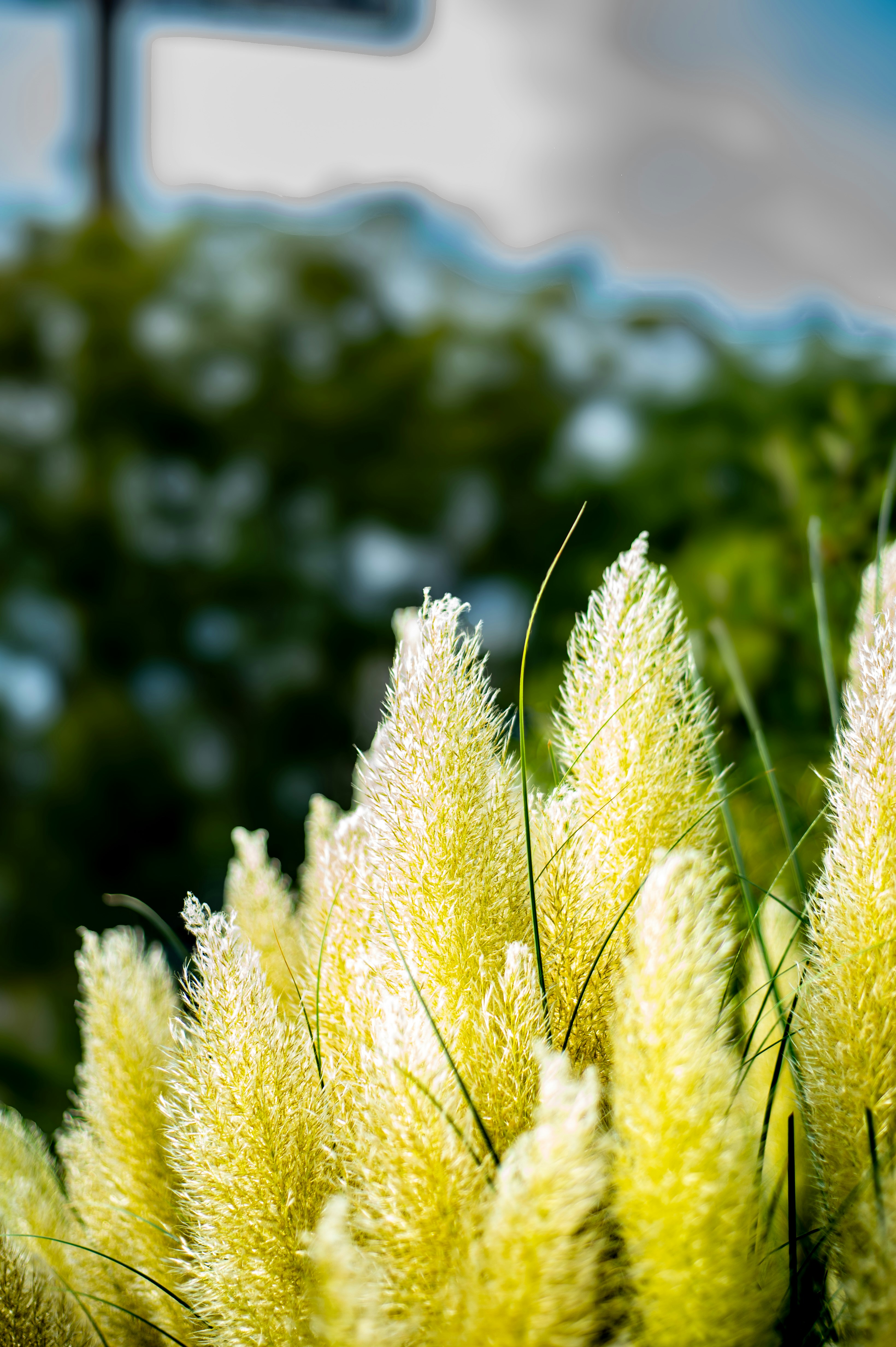 Yellow foxtail grasses glow in bright backlight with a blurred green background, emphasizing texture and motion. A natural close-up scene suitable for nature studies or macro landscaping.