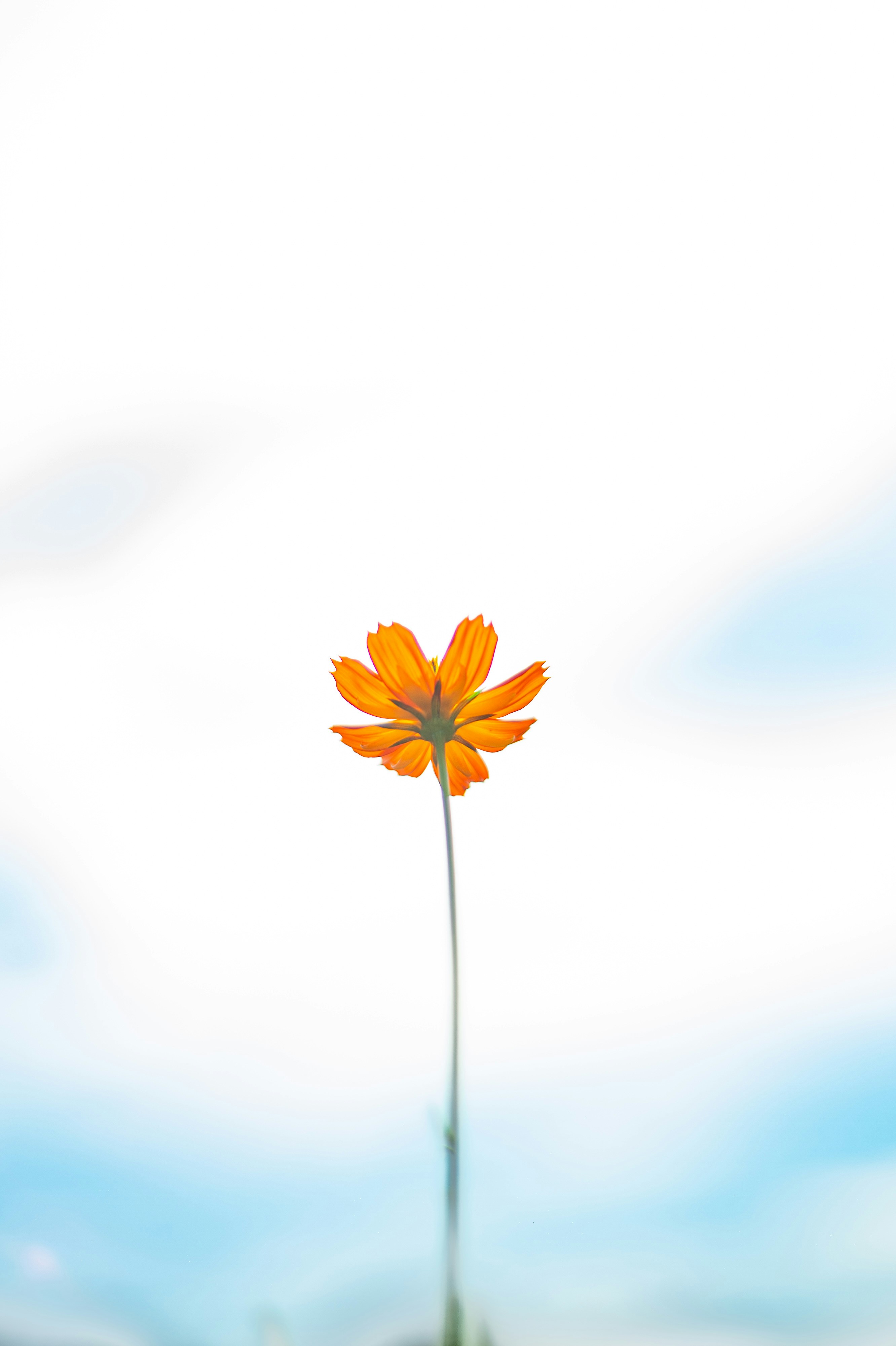 Bright orange flower on a slender stem reaches toward a high-key sky with soft, blurred clouds and hints of blue, set against a minimalist background.