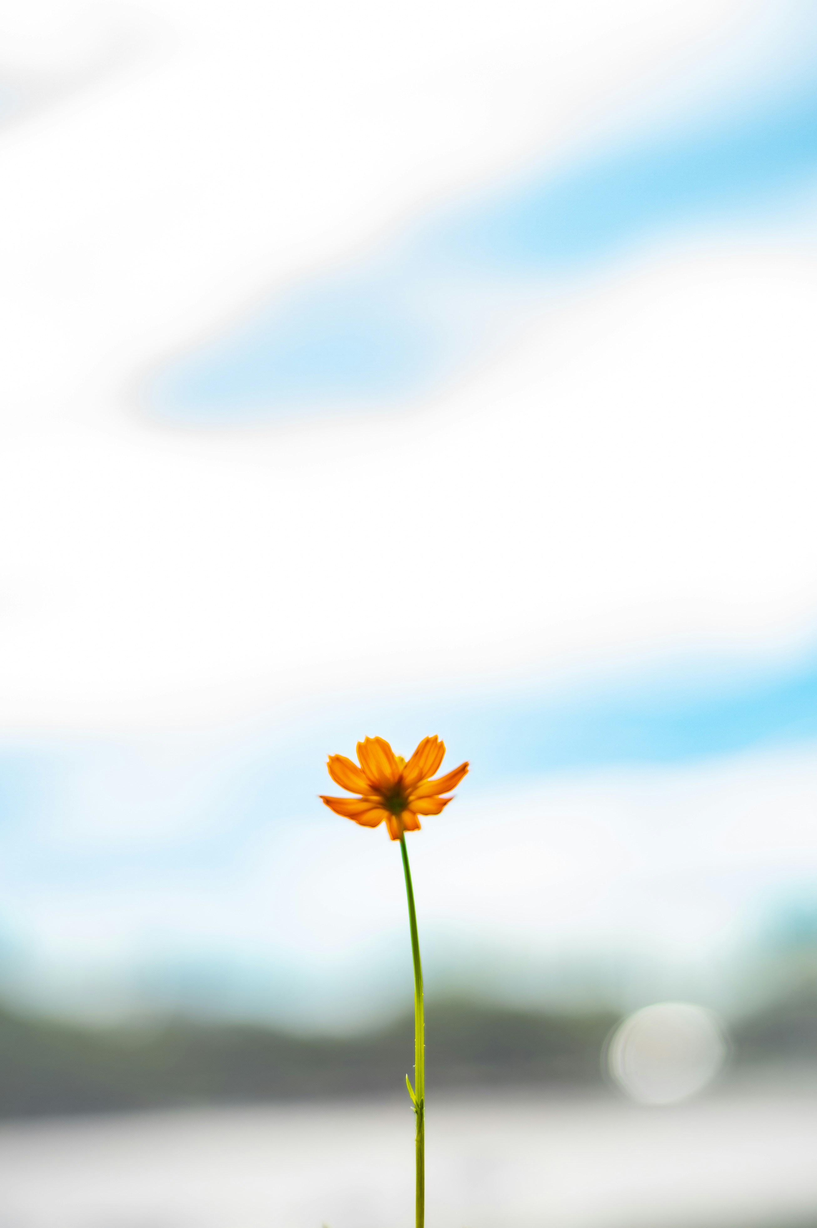 Bright orange flower on a slender stem against a soft sky backdrop with blurred horizon; a simple botanical close-up emphasizing singular subject and bokeh depth. Logo/illustration style minimalism.