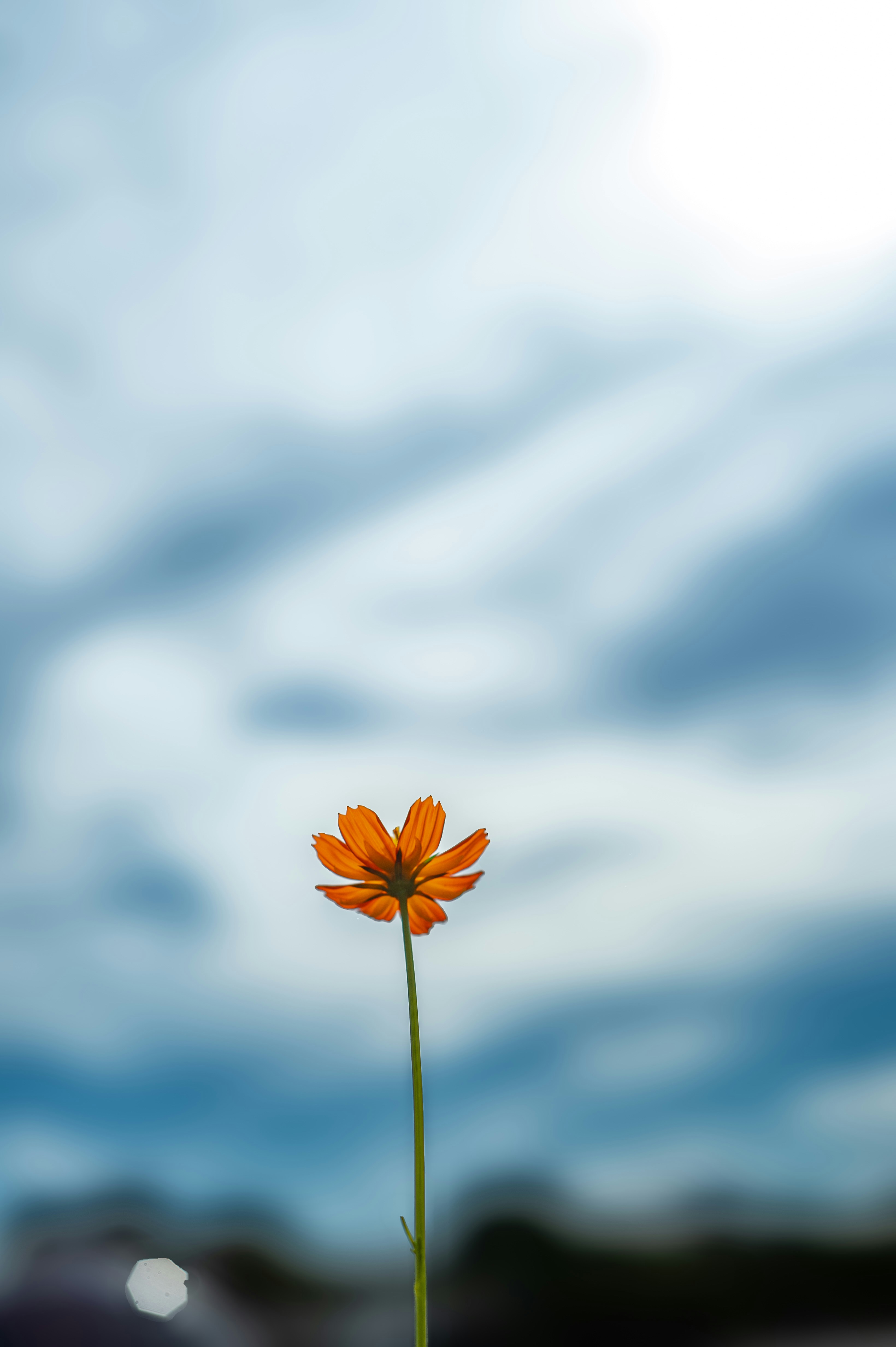 Orange Cosmos Reaching for the Sky