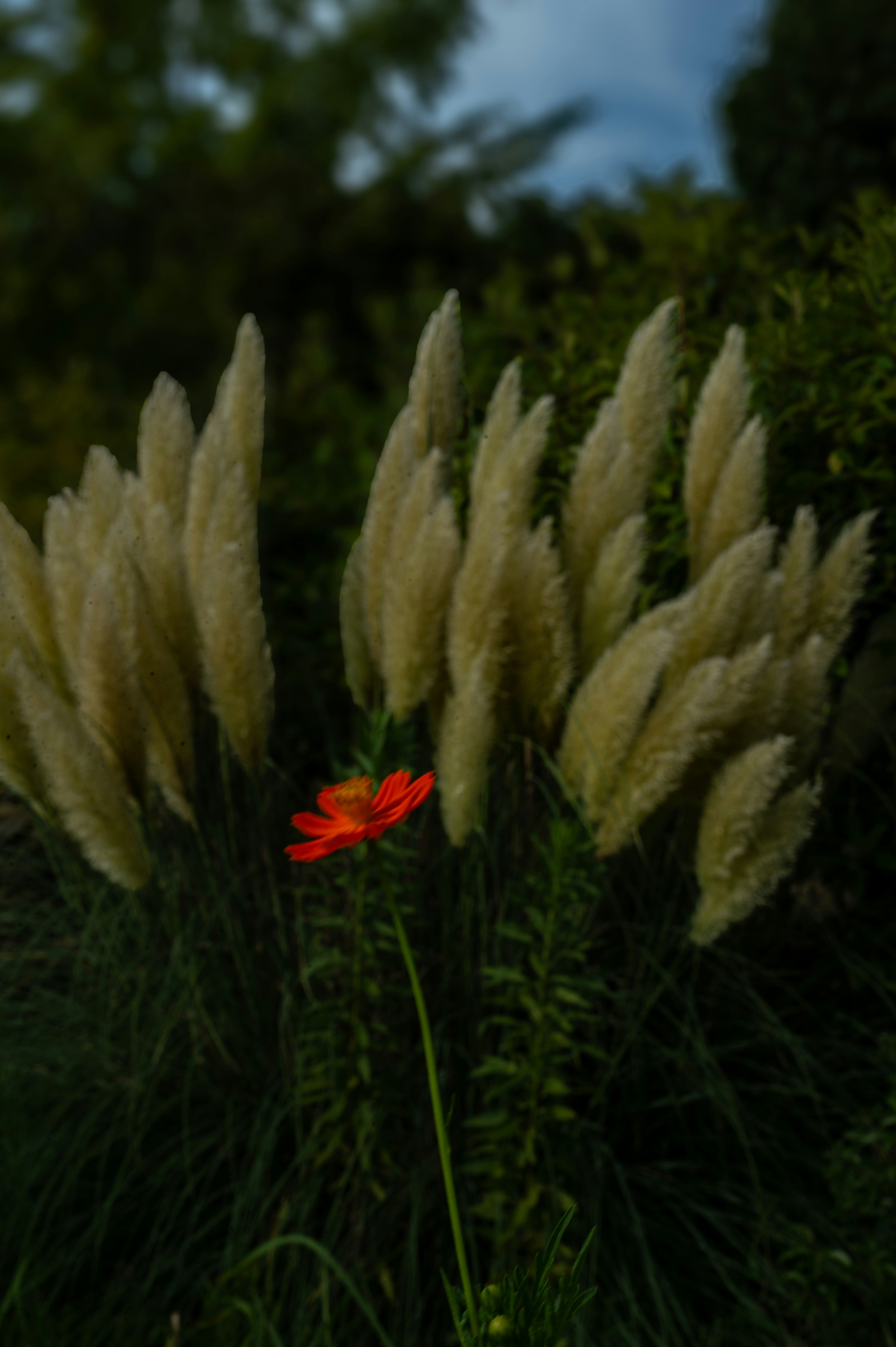 Single vivid red flower stands tall among pale pampas plumes in a dark garden scene.