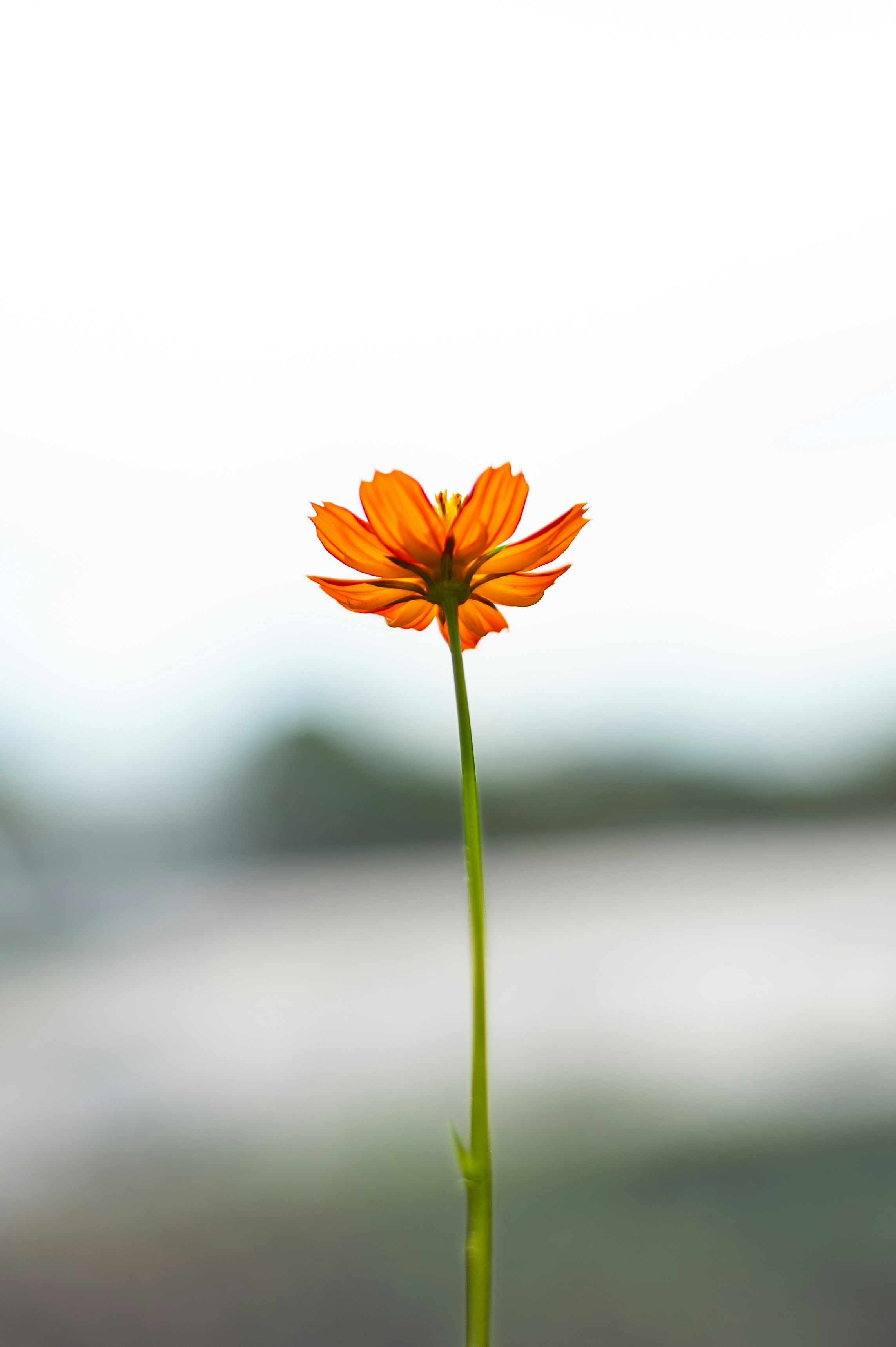 Slender orange flower rises on a delicate stem against a soft, blurred background, emphasizing minimalism and natural color. A simple botanical shot with a shallow depth of field.