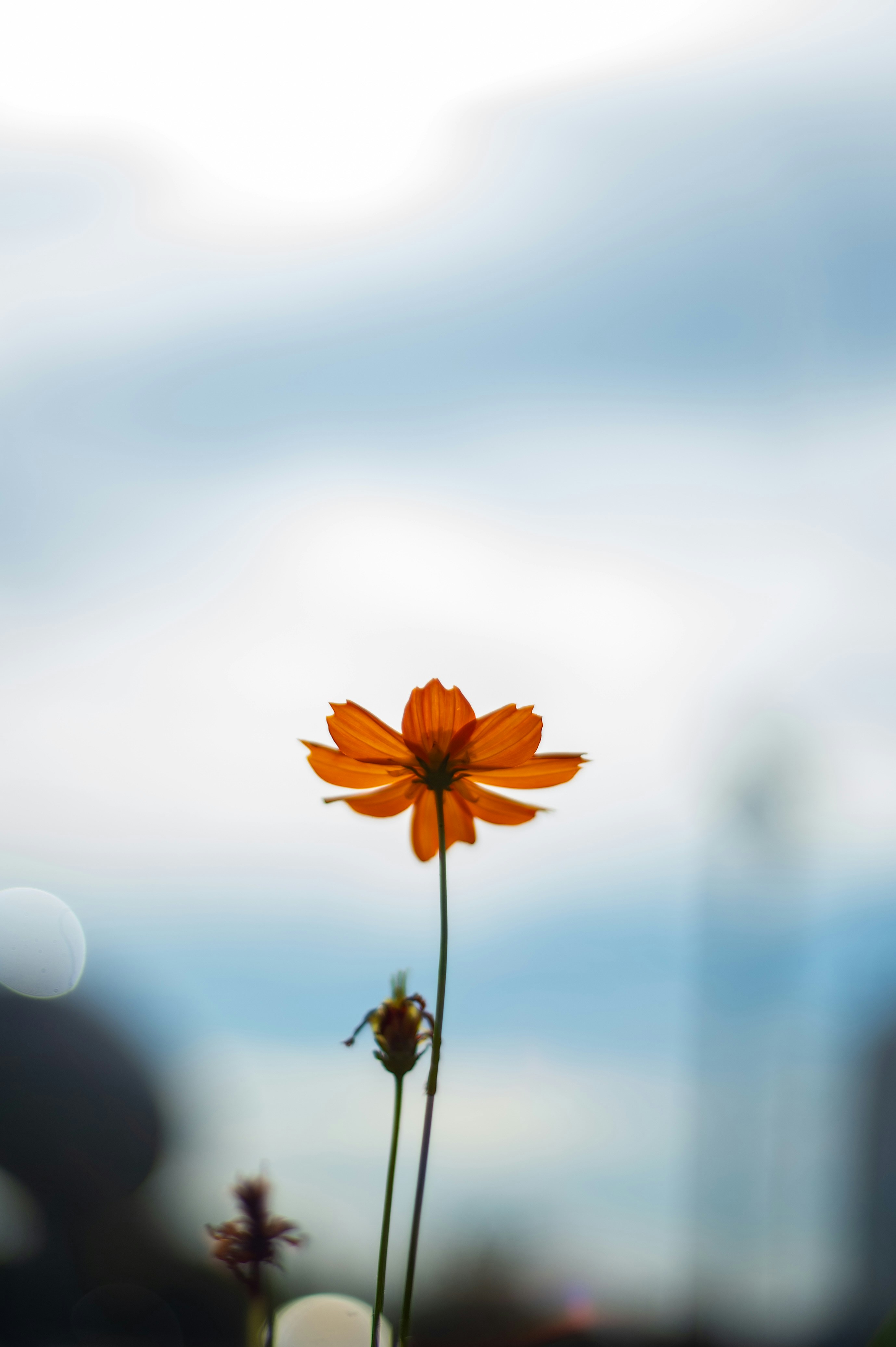 A single orange flower stands tall in sharp focus against a soft, out-of-focus background of sky and urban shapes.