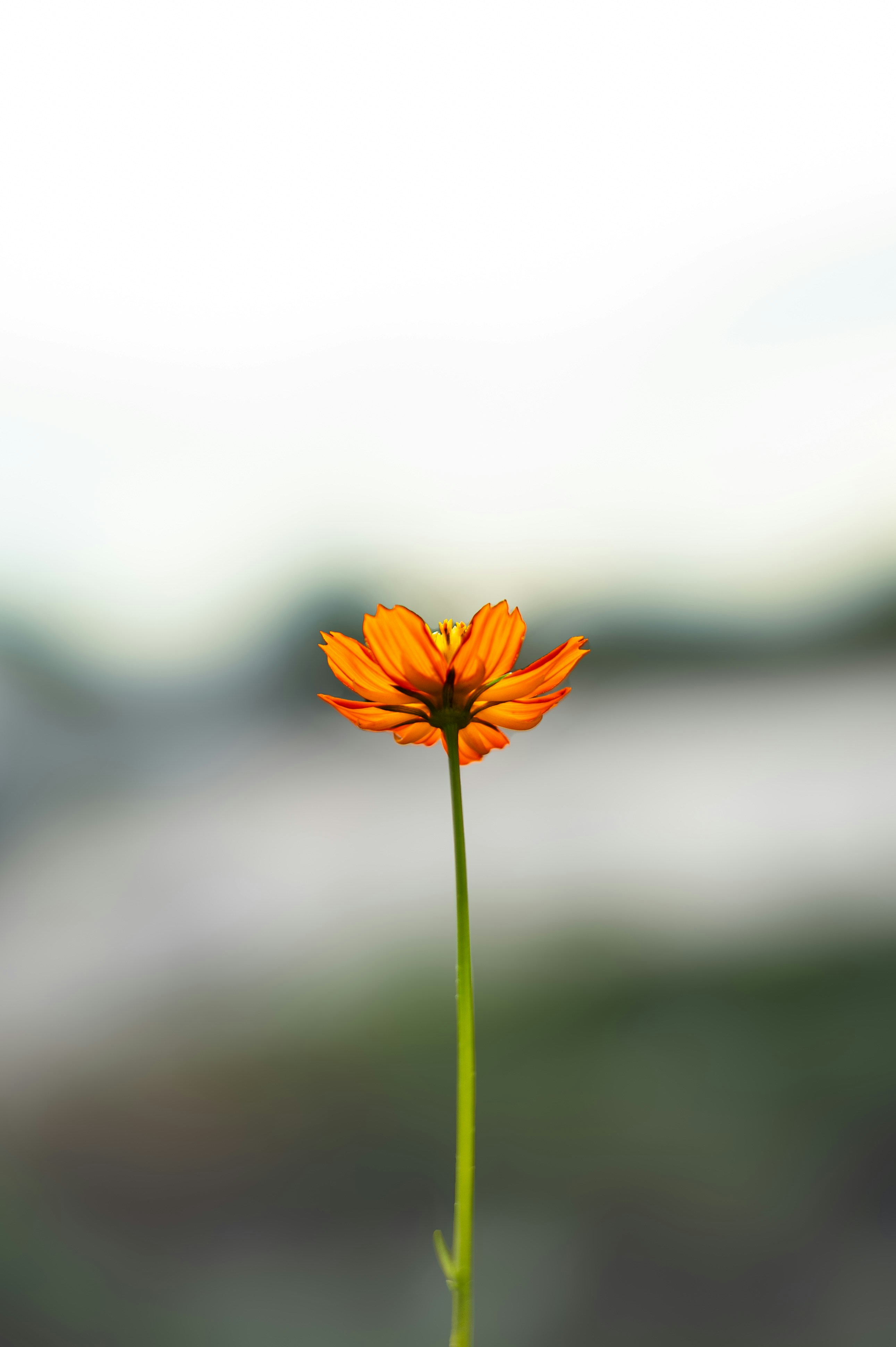 A single orange flower on a slender stem stands against a soft, blurred background; the shot emphasizes delicacy and minimalism with a shallow depth of field.