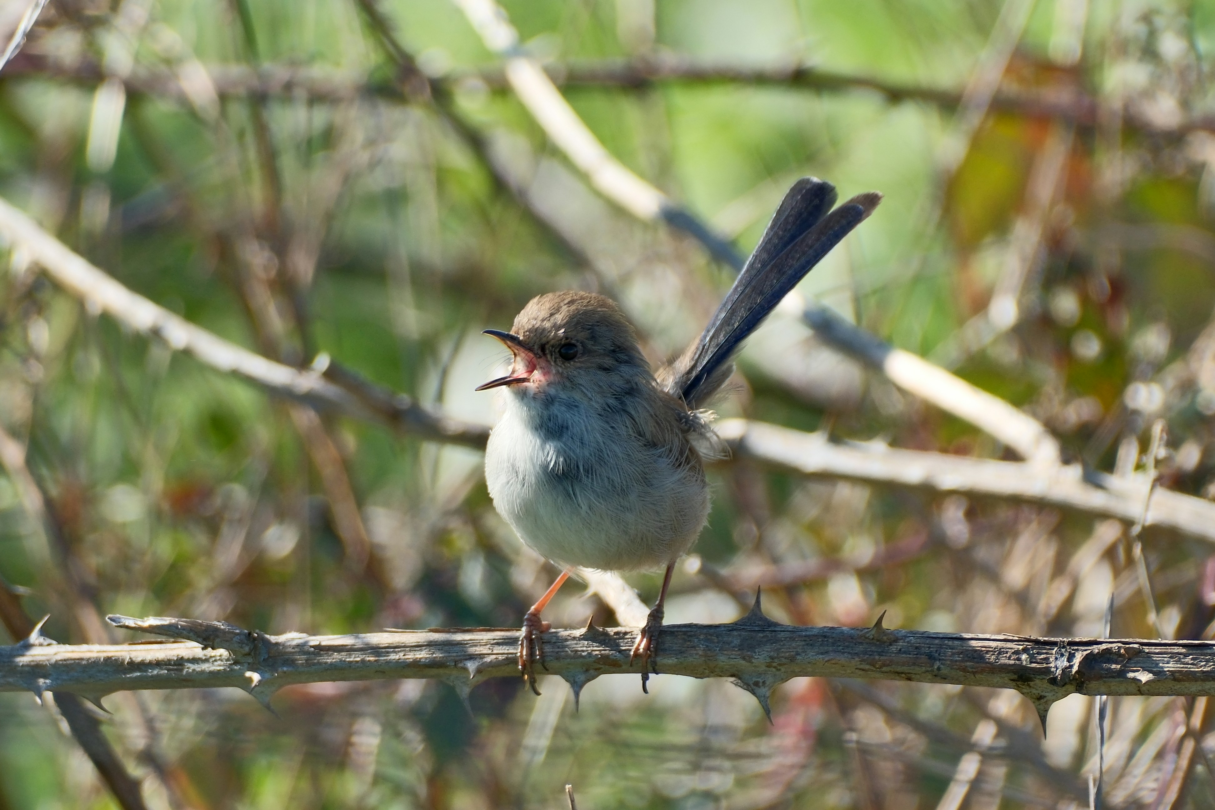Tiny Songbird Stands Guard on a Weathered Branch