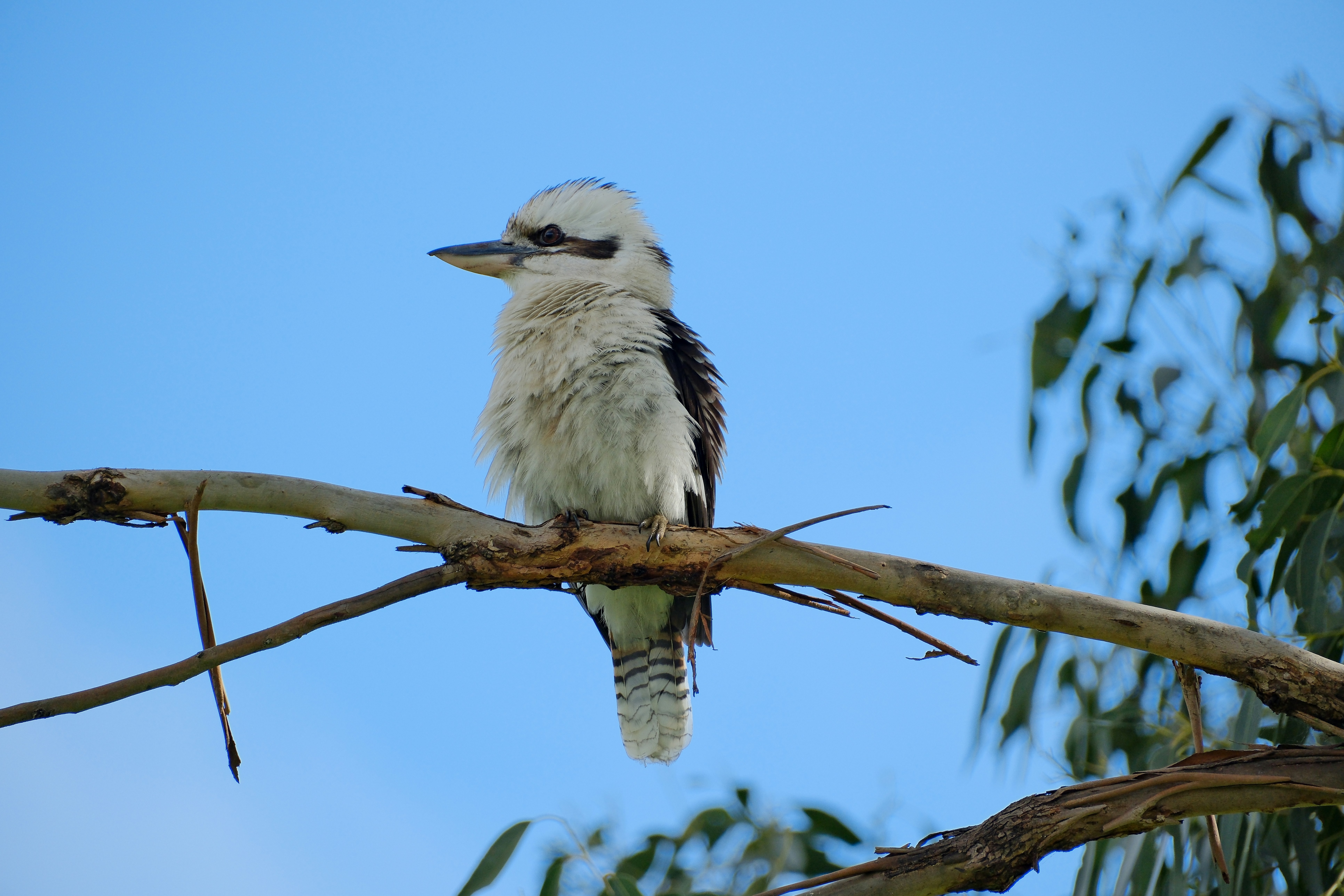 Perched Streaked Kingfisher against a clear blue backdrop