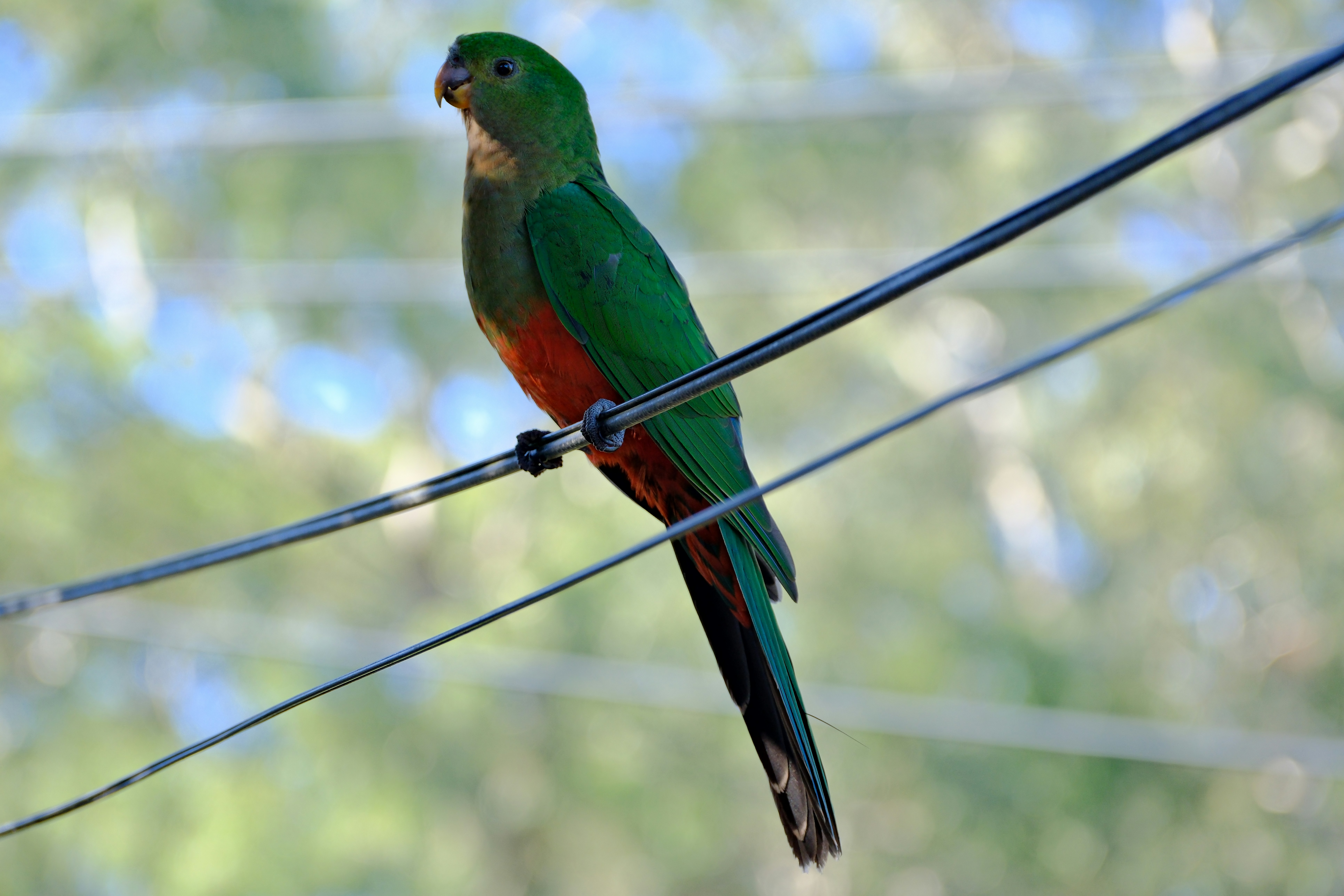 Emerald perch: a perched green tanager on a wire
