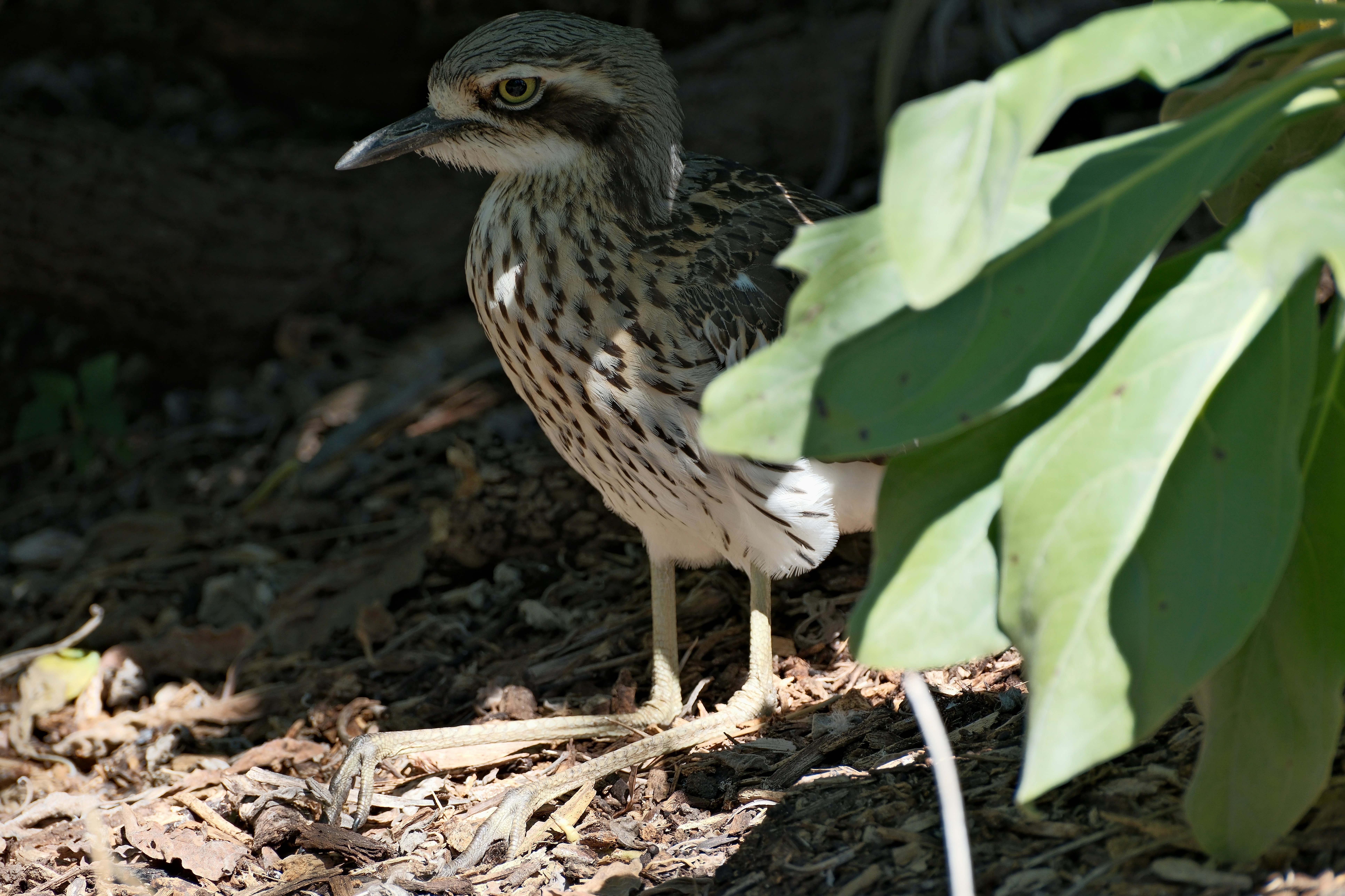 Hidden Heron: Spotlight on a Ground-Dwelling Eye