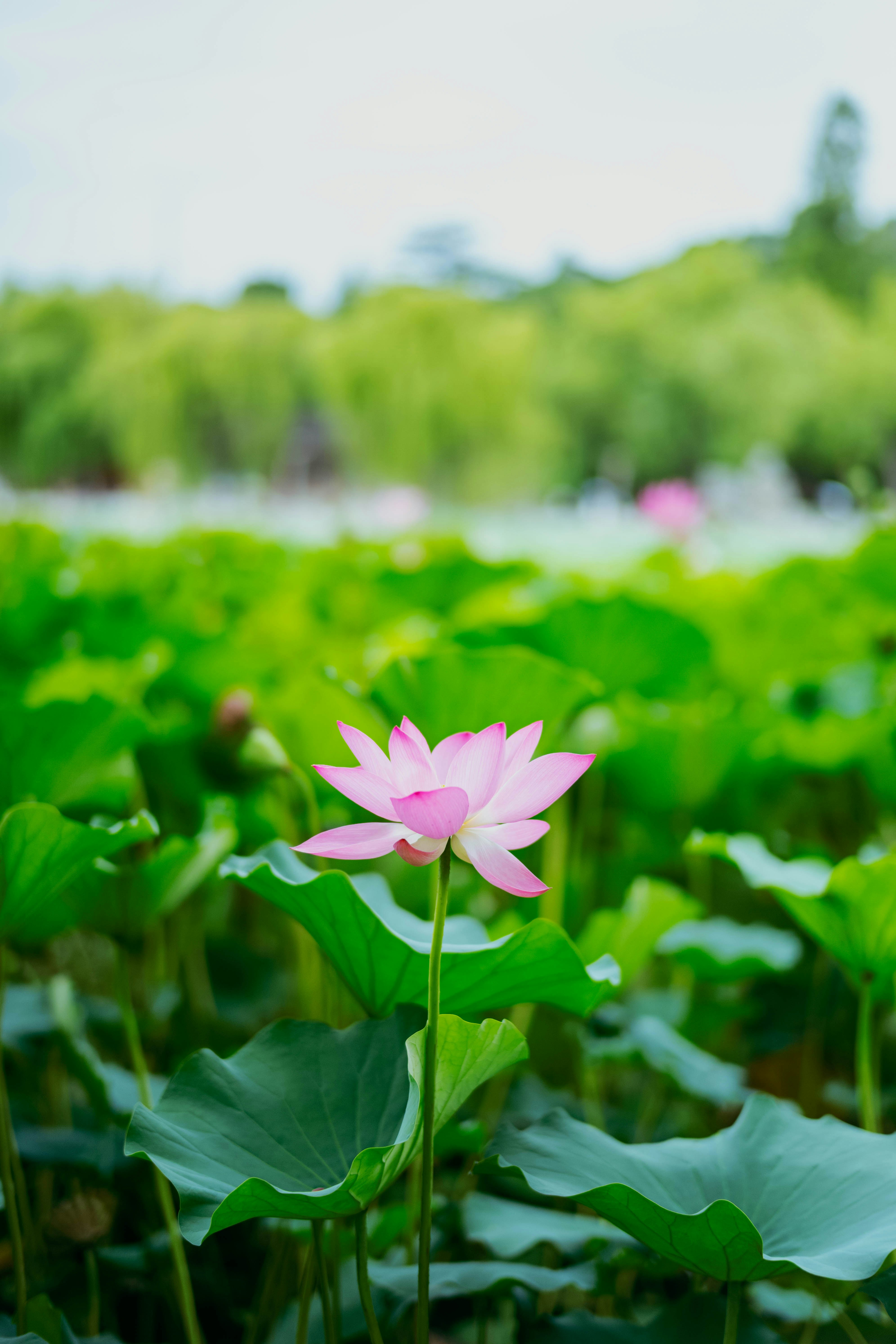Pink Lotus in Focus: A Single Bloom Amid Green Canopy