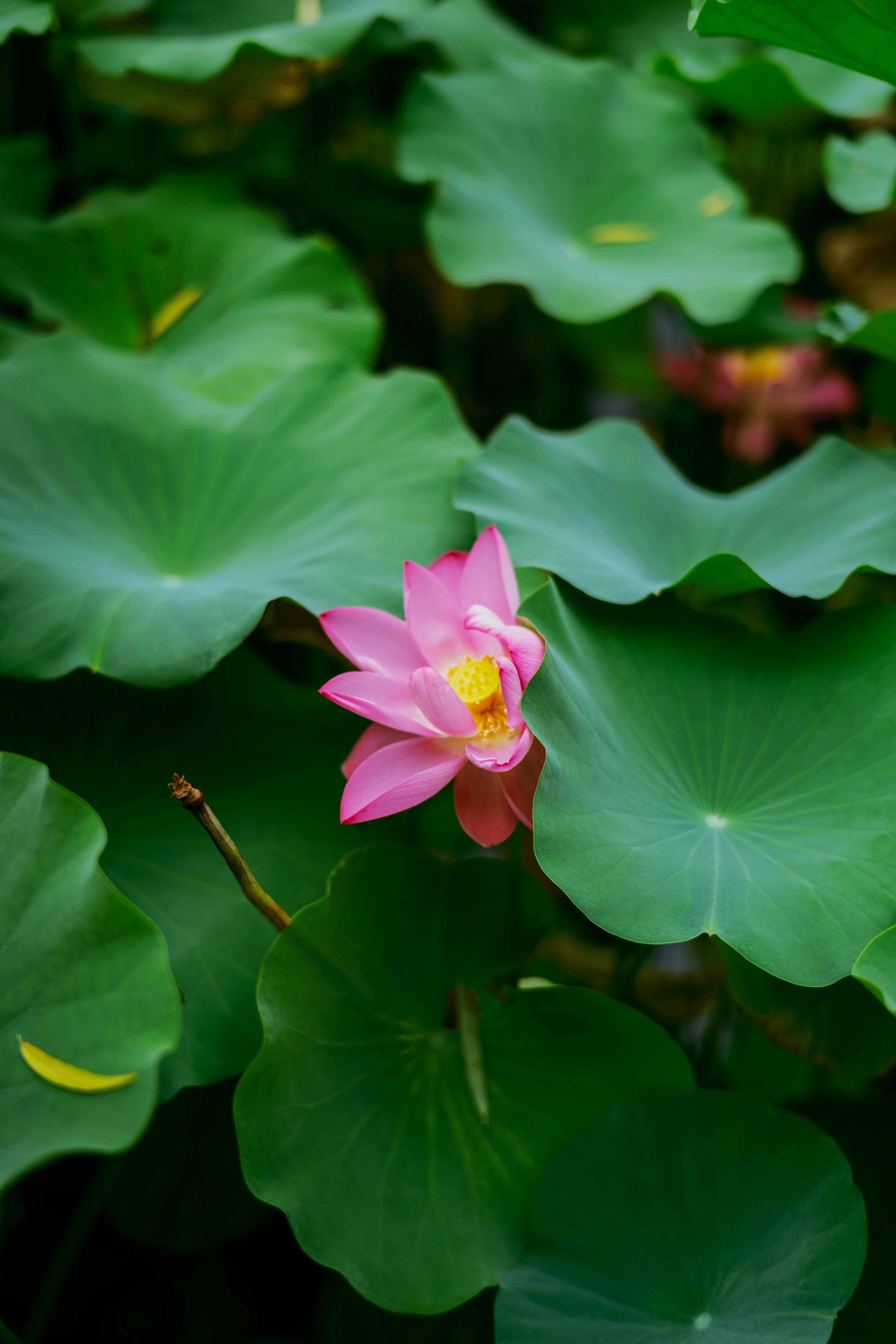 Pink Lotus Bloom Amid Broad Green Leaves