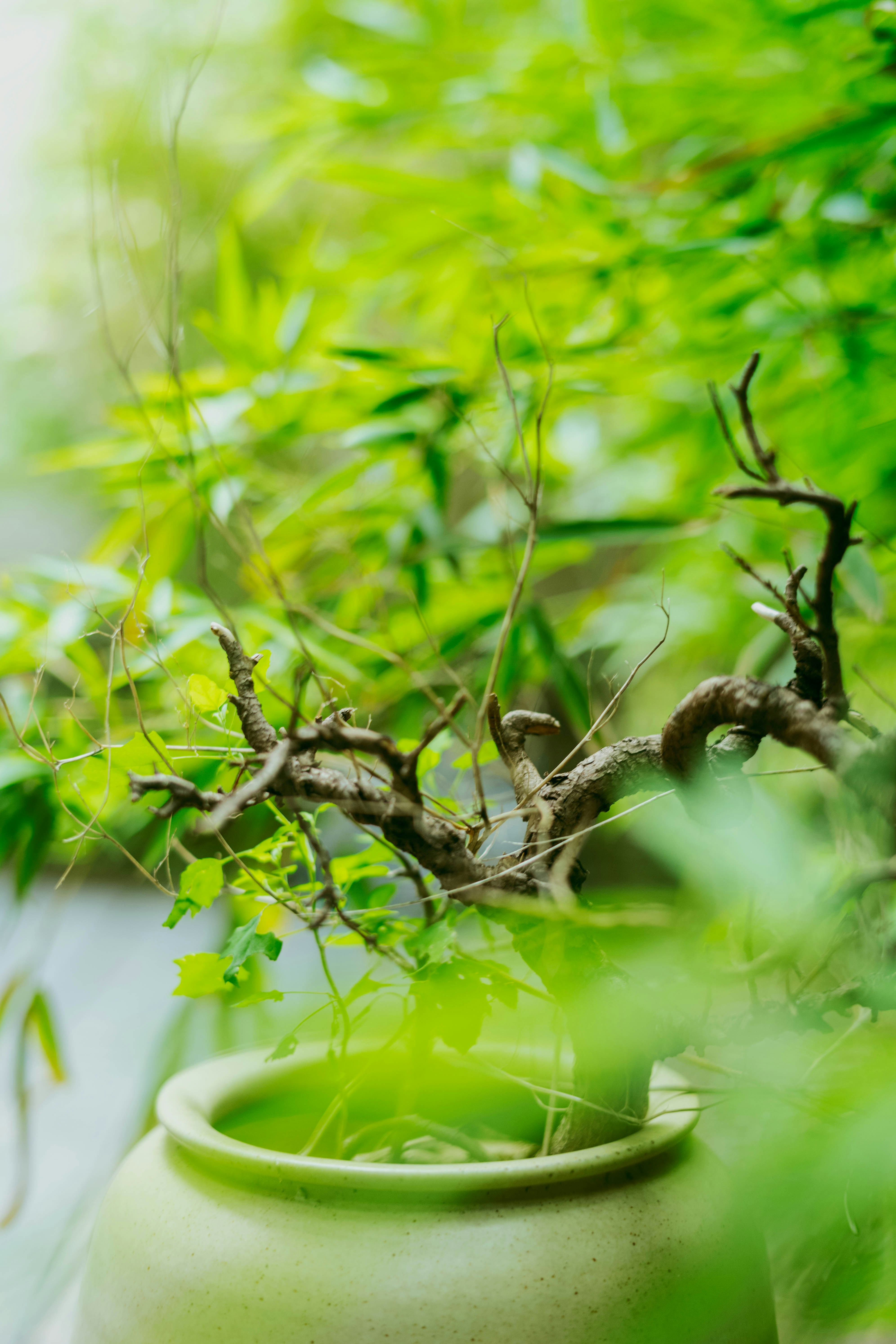 Emerald Vessel Nurturing a Tangle of Green