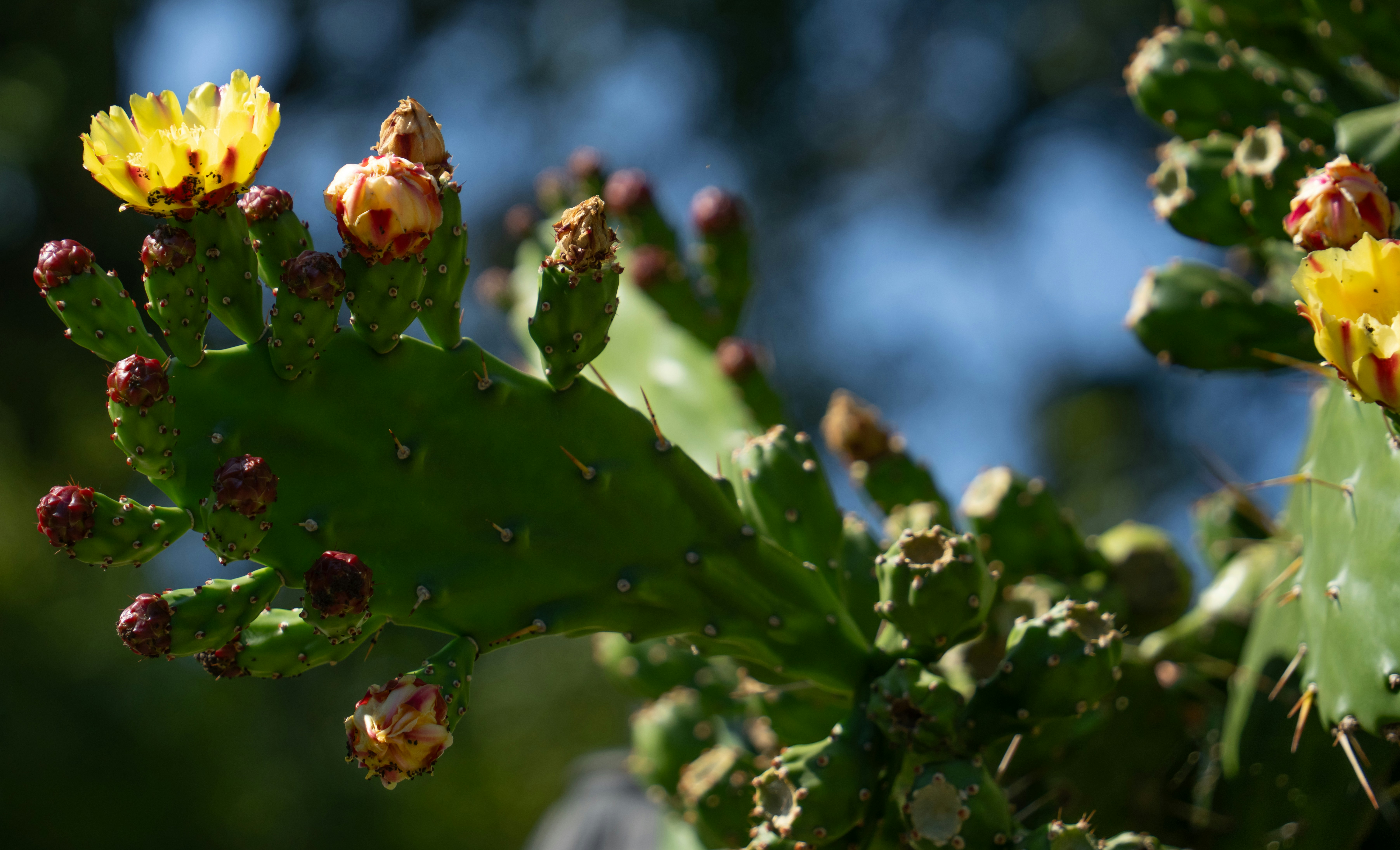 Sunlit prickly pear blossoms on a thorny branch against a blur of green and blue