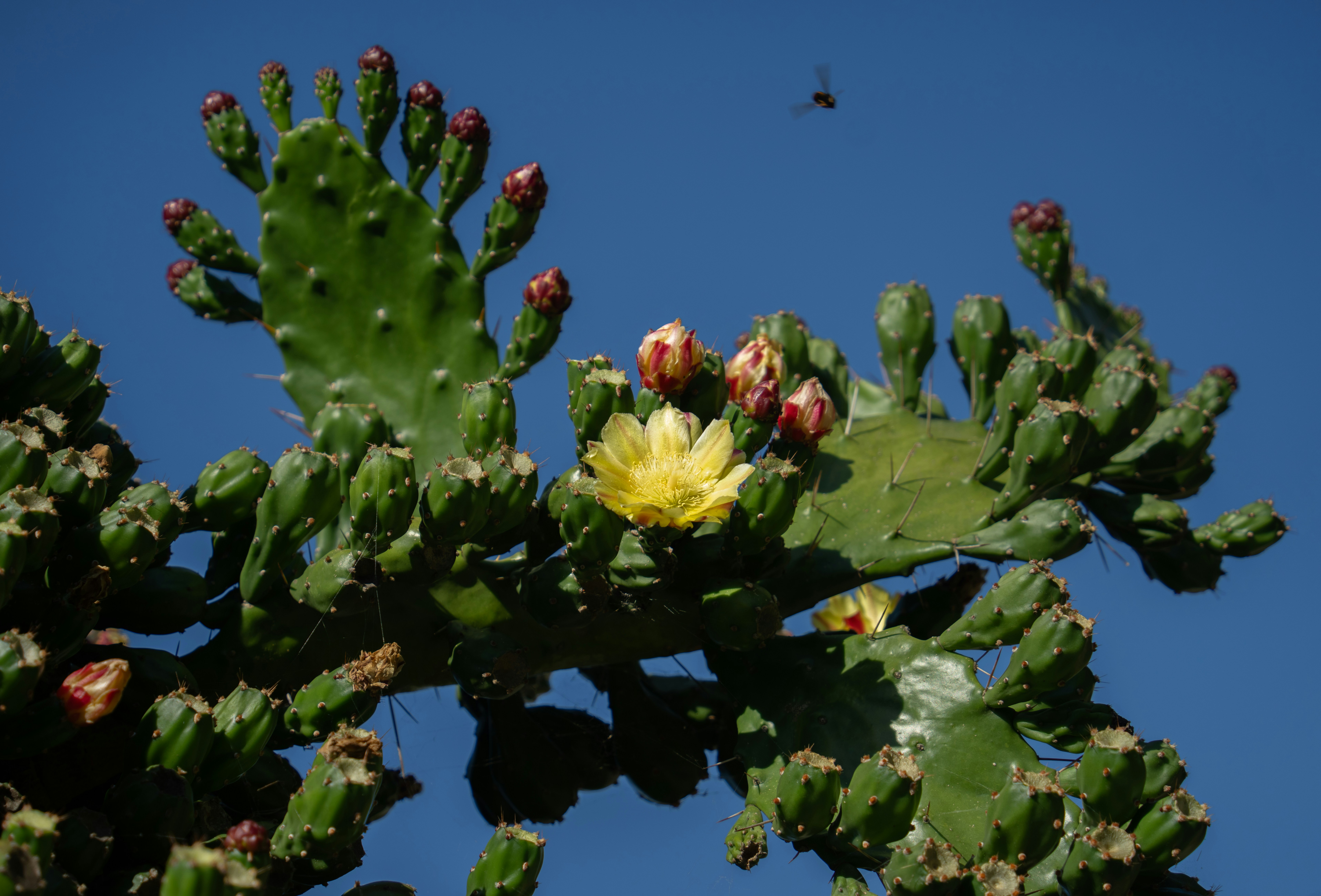 Sunlit Bloom on a Prickly Branch