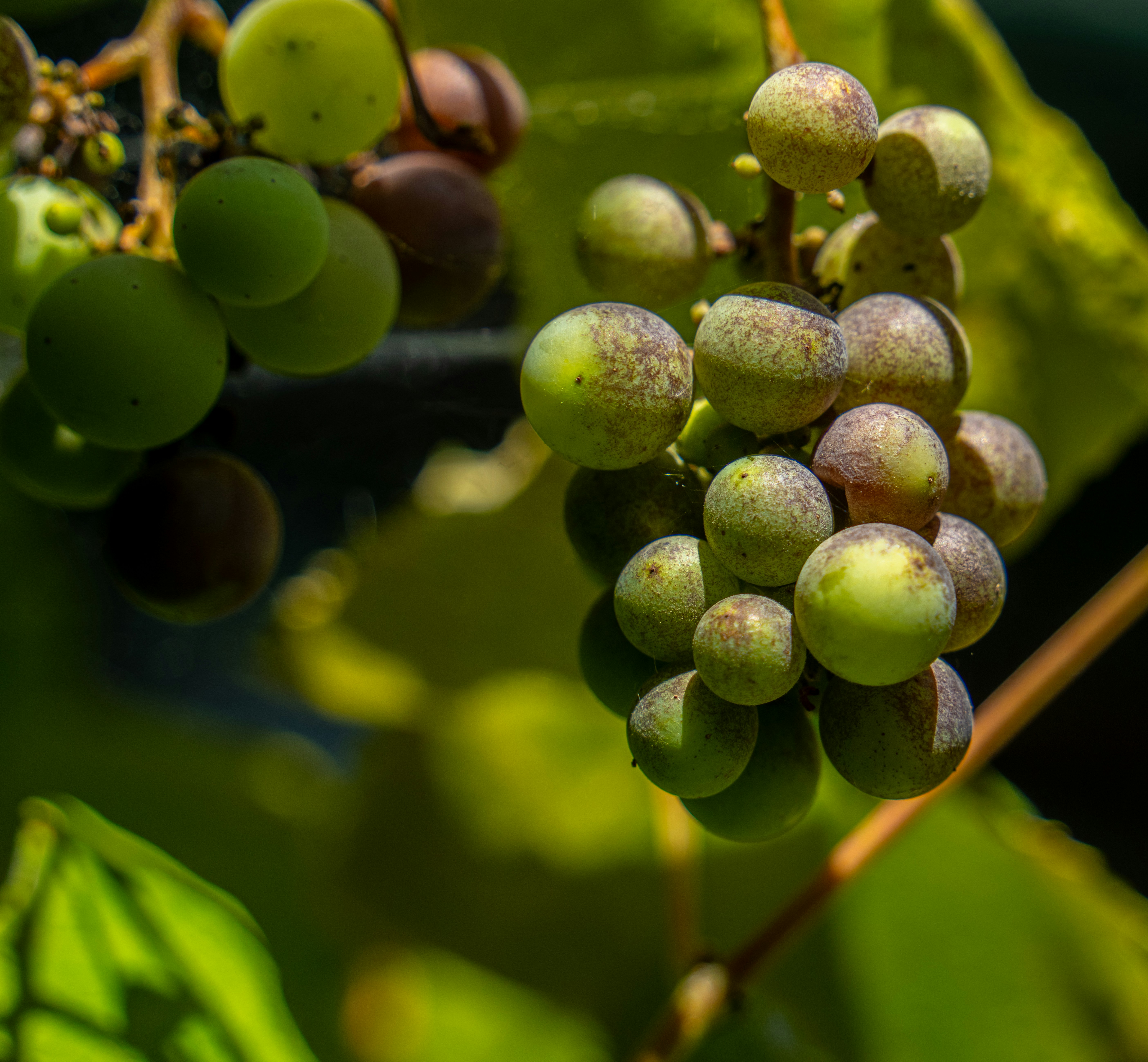 Sunlit Grape Cluster: Close-Up of Ripening Bunches
