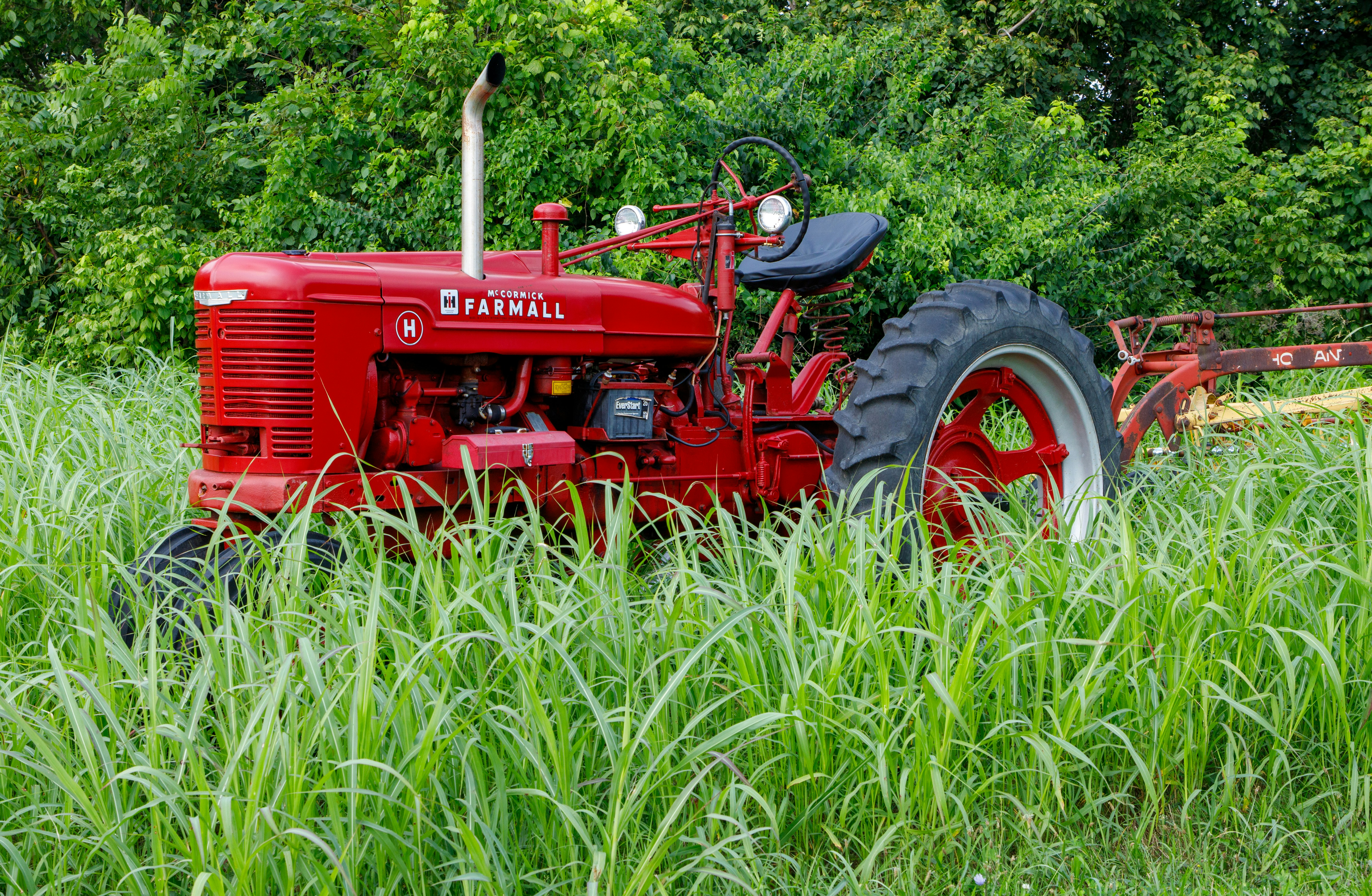 Red Farmall Tractor Emerges from Tall Green Grass