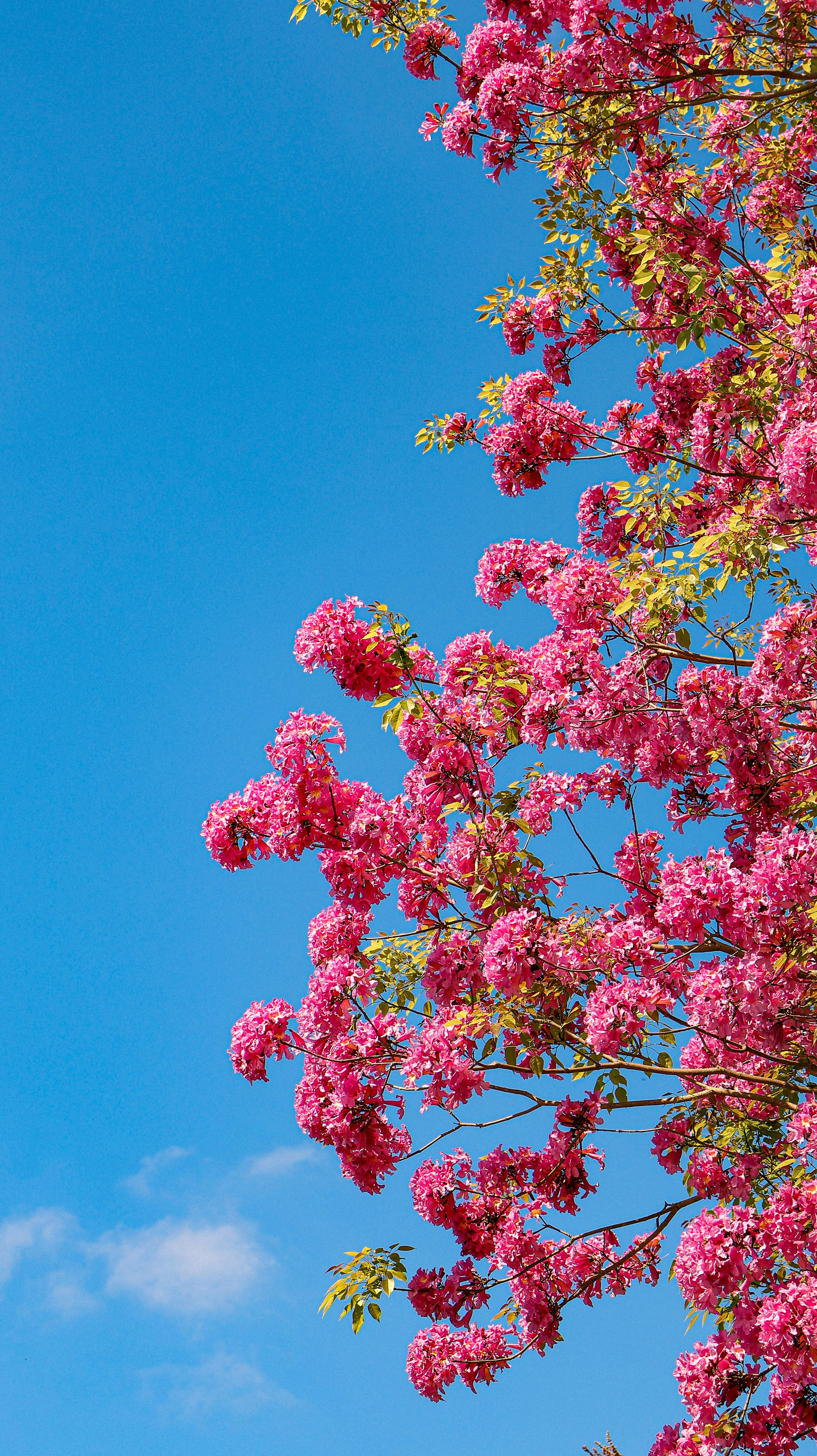 Crimson Blossoms Against a Cerulean Sky