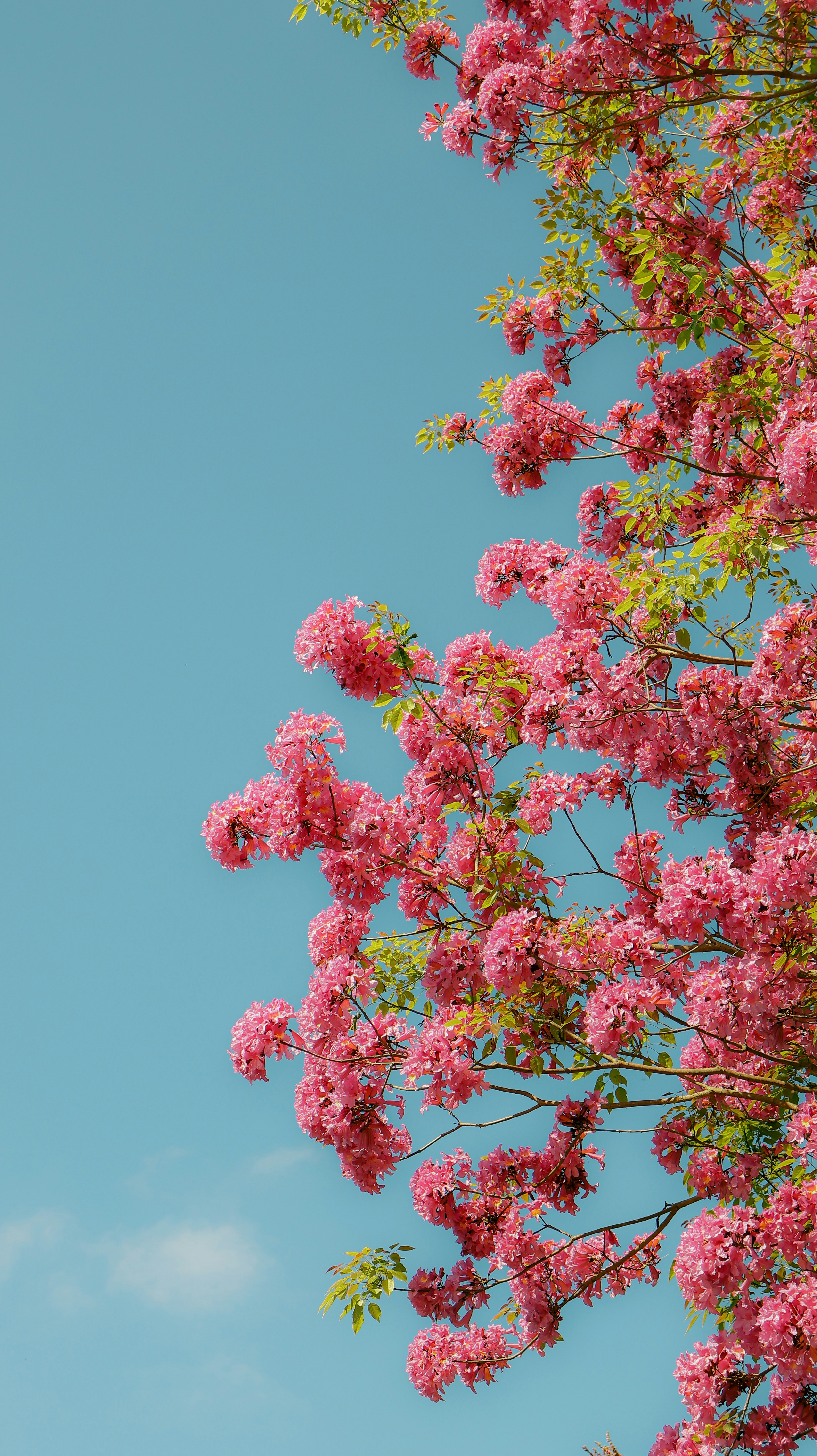 Bright pink flowering branches reach across a blue sky; a single plant in bloom dominates the right side of the frame, with green leaves interspersed among the clusters.