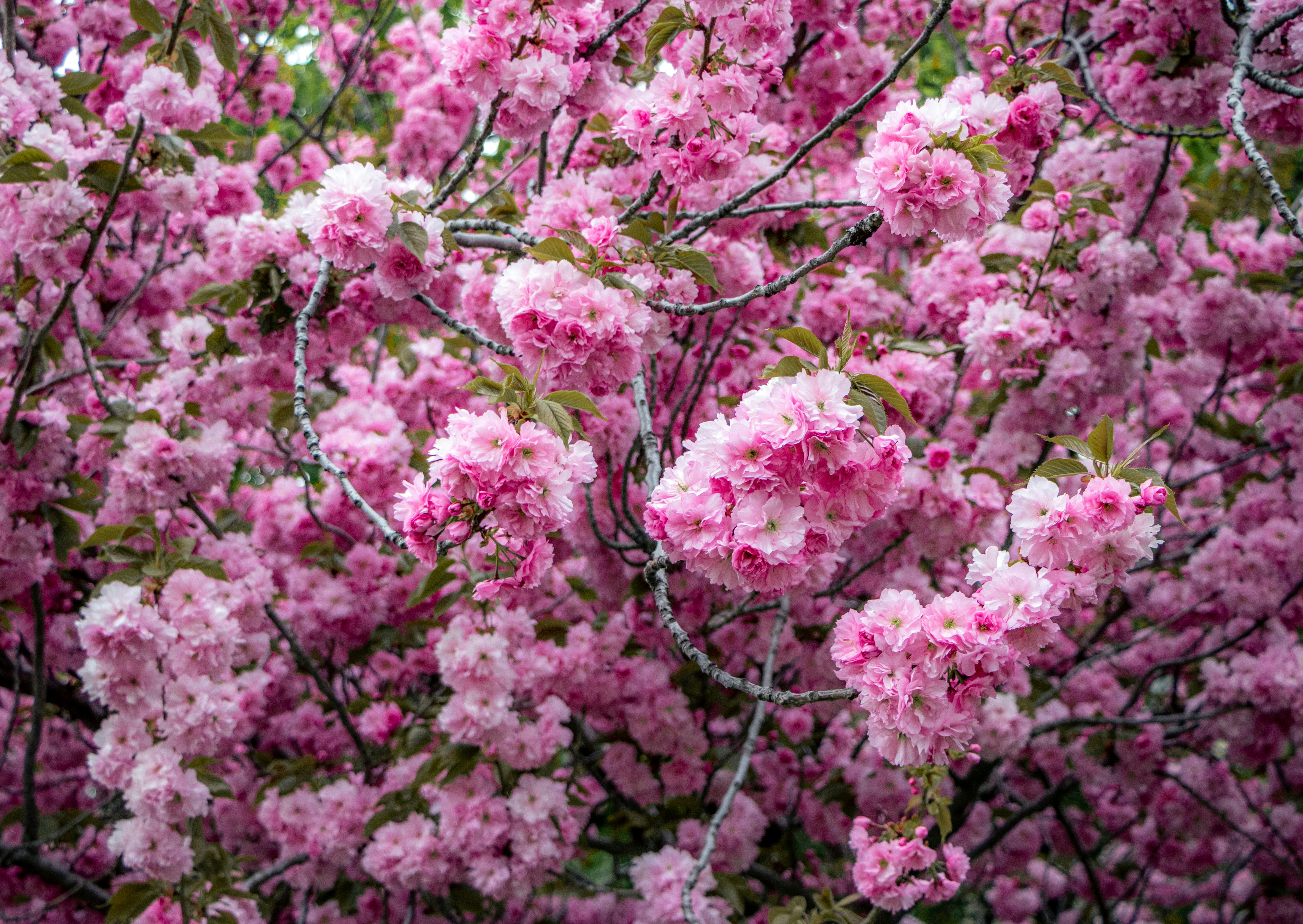 Blossoms in Pink: A Sea of Spring Depths