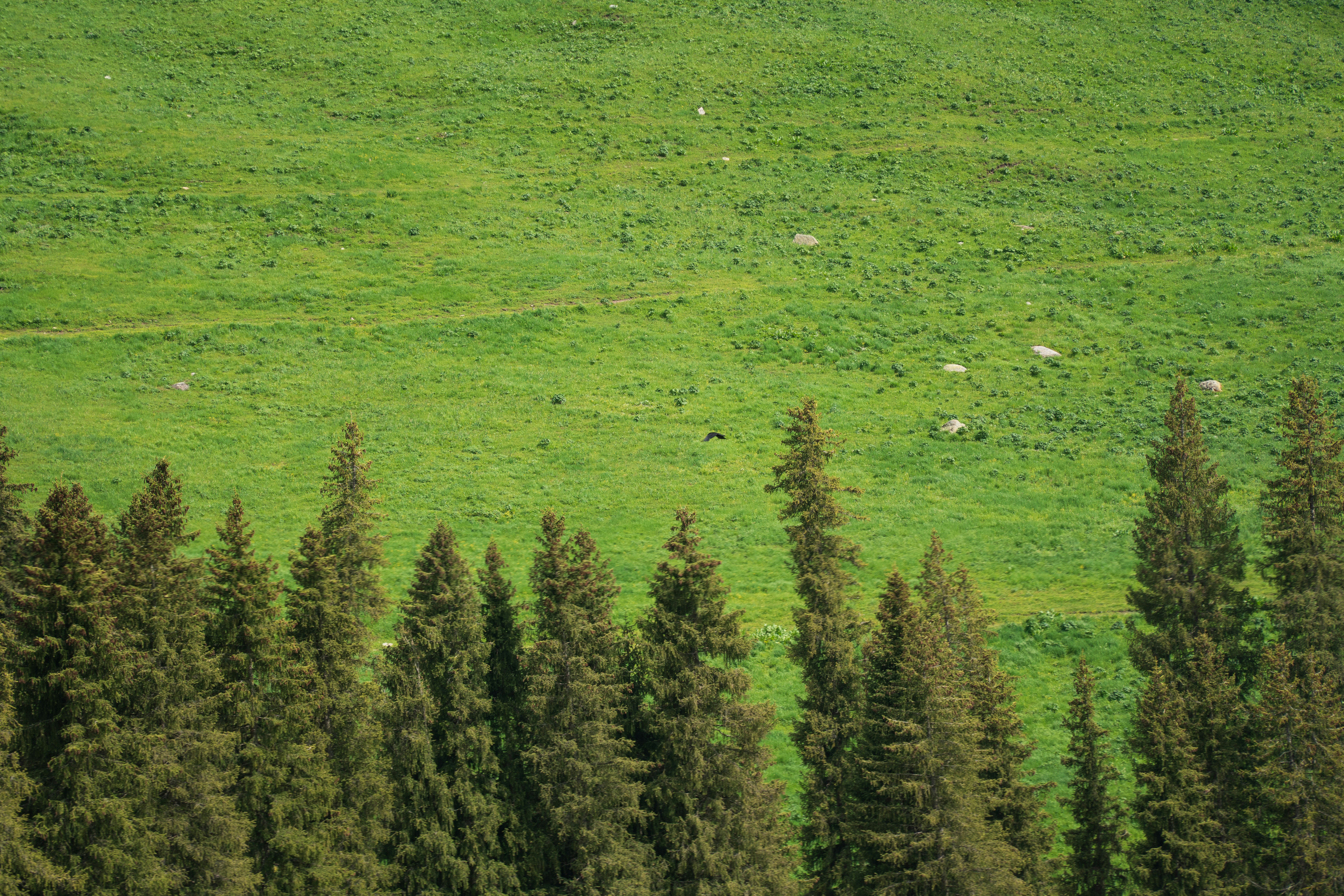 Emerald Ridge Beneath a Wave of Pines