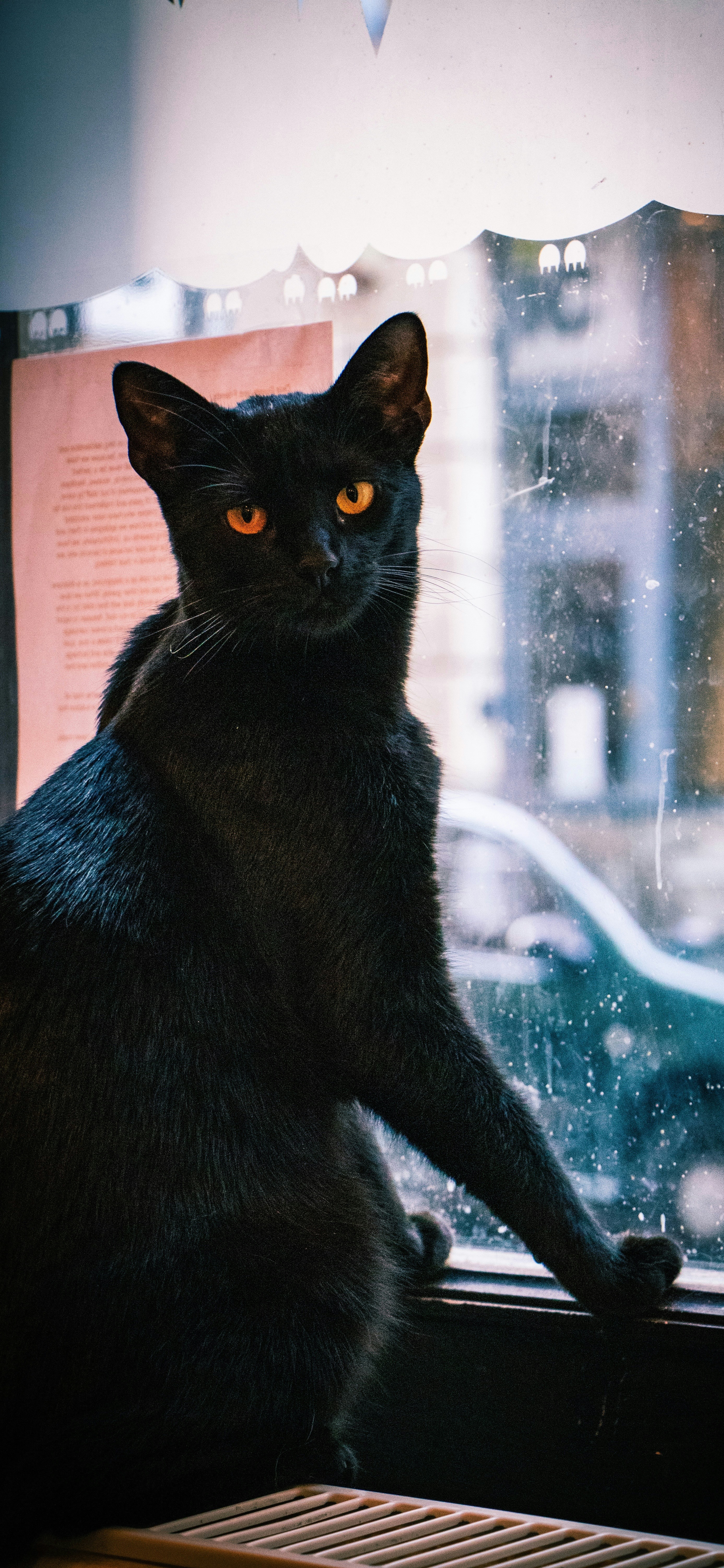Moonlit Stare: A Black Cat Anchors a Quiet Window Scene