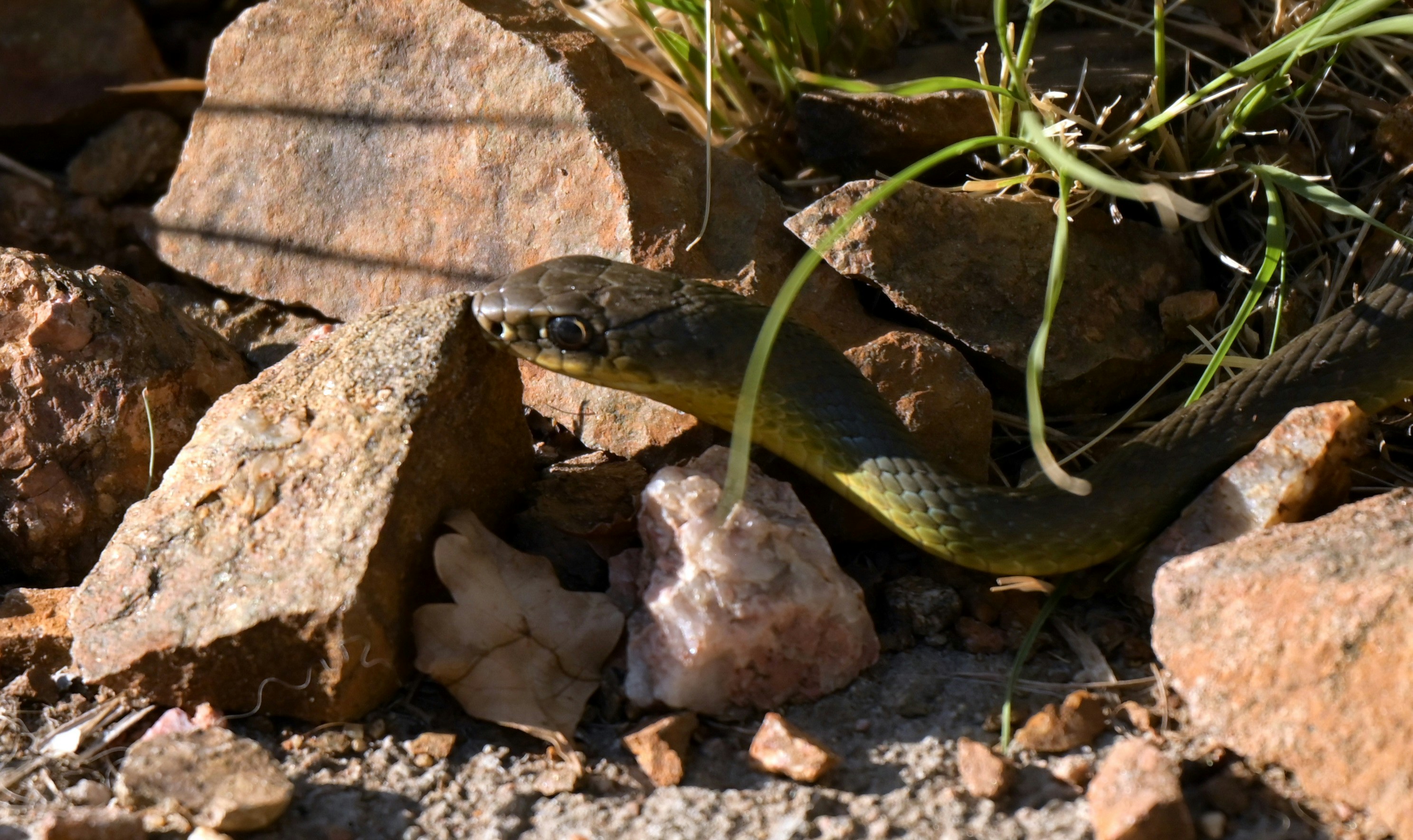 Hidden Coil: A Desert Snake Among Stones