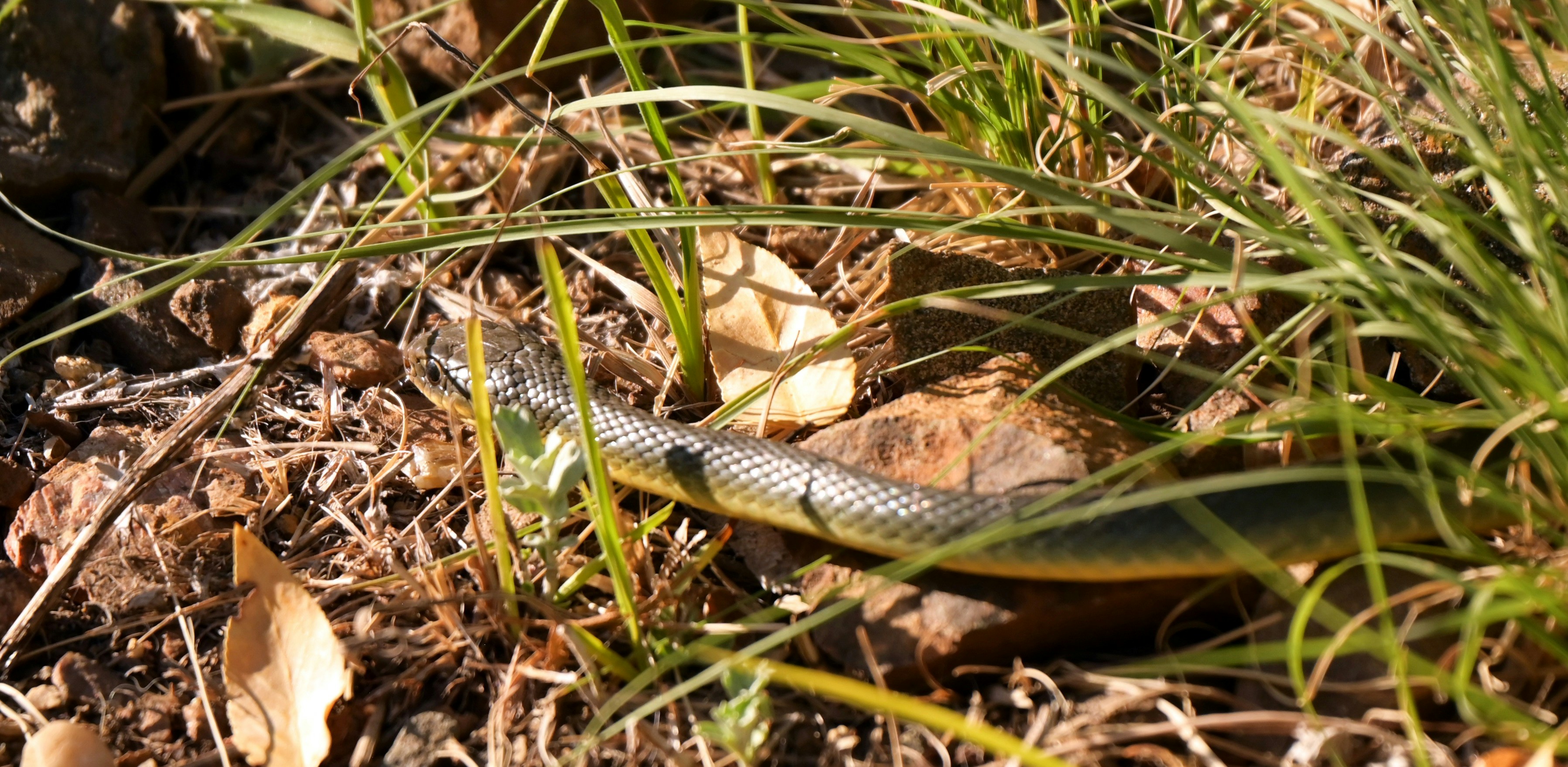 Hidden Coil: A Dappled Snake Slithers Through Leaf-Lloor and Grass