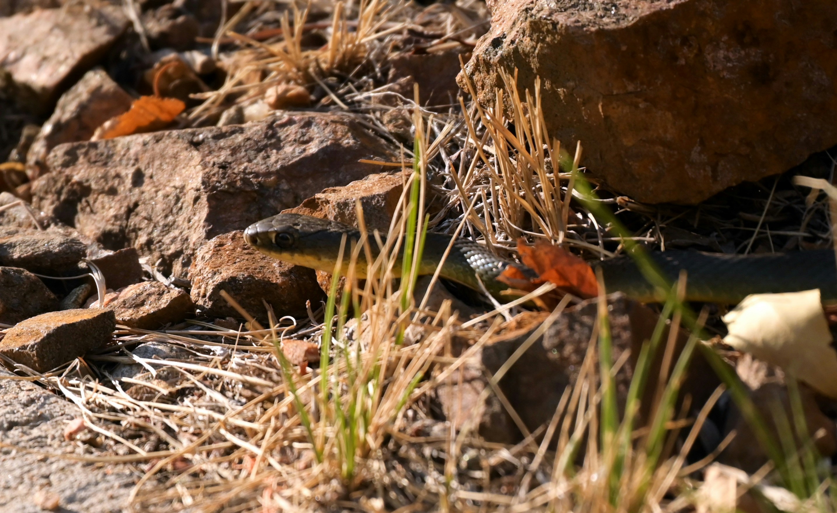 Hidden Lizard among Desert Grit and Grass