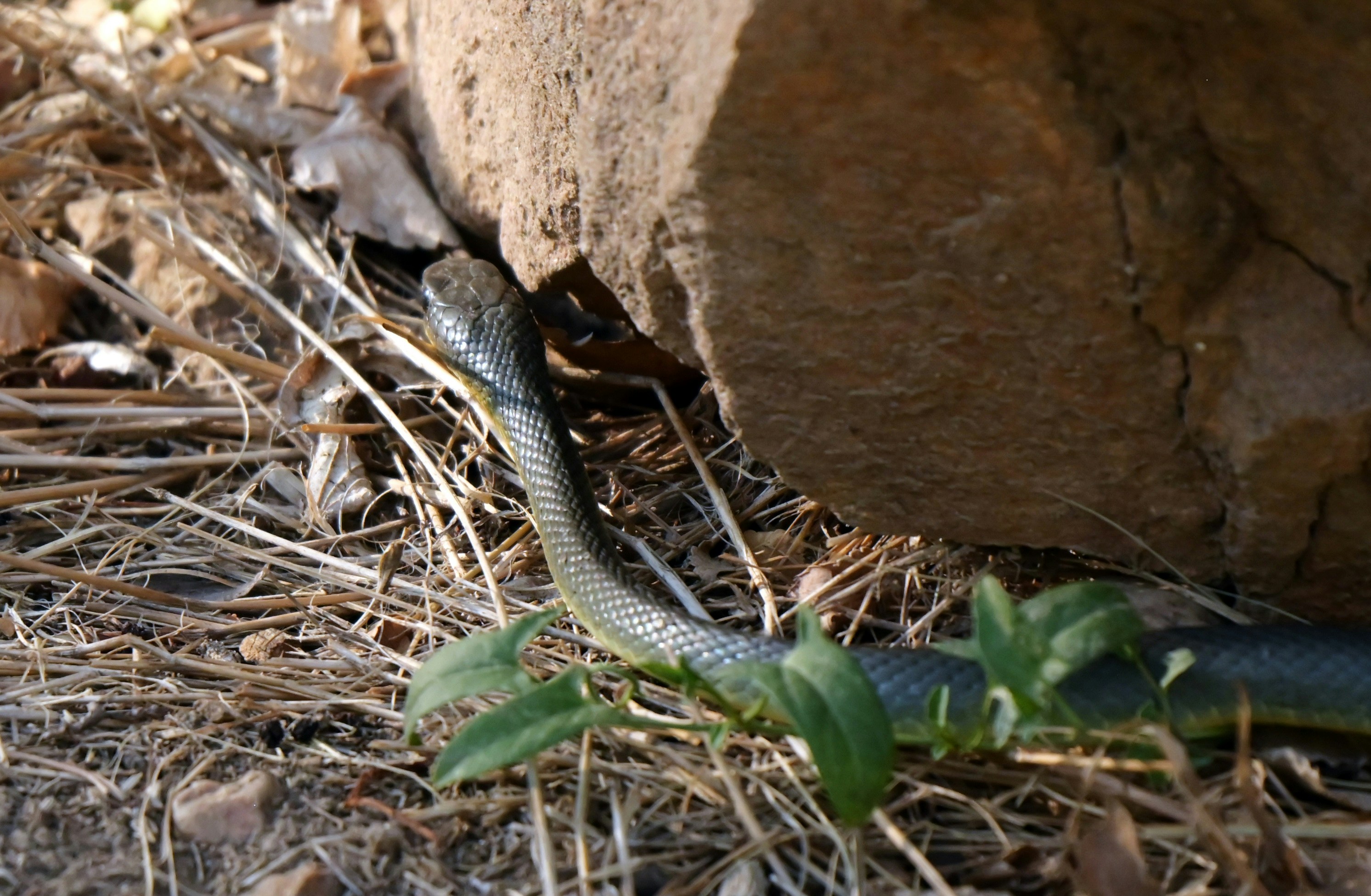 Hidden Serpent Beneath the Stones