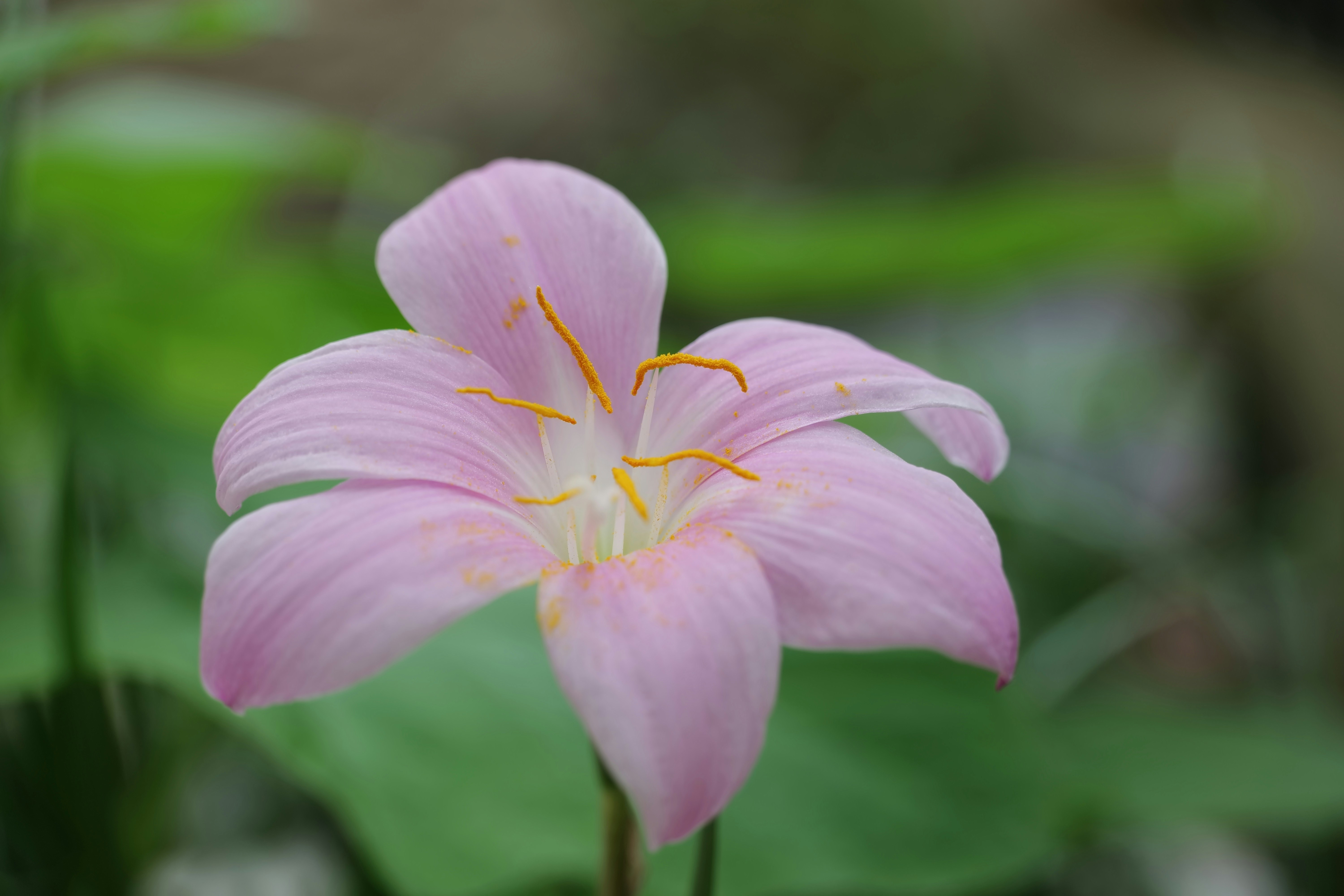 Soft Pink Lily: Delicate Petals and Sunshine-streaked Stamen