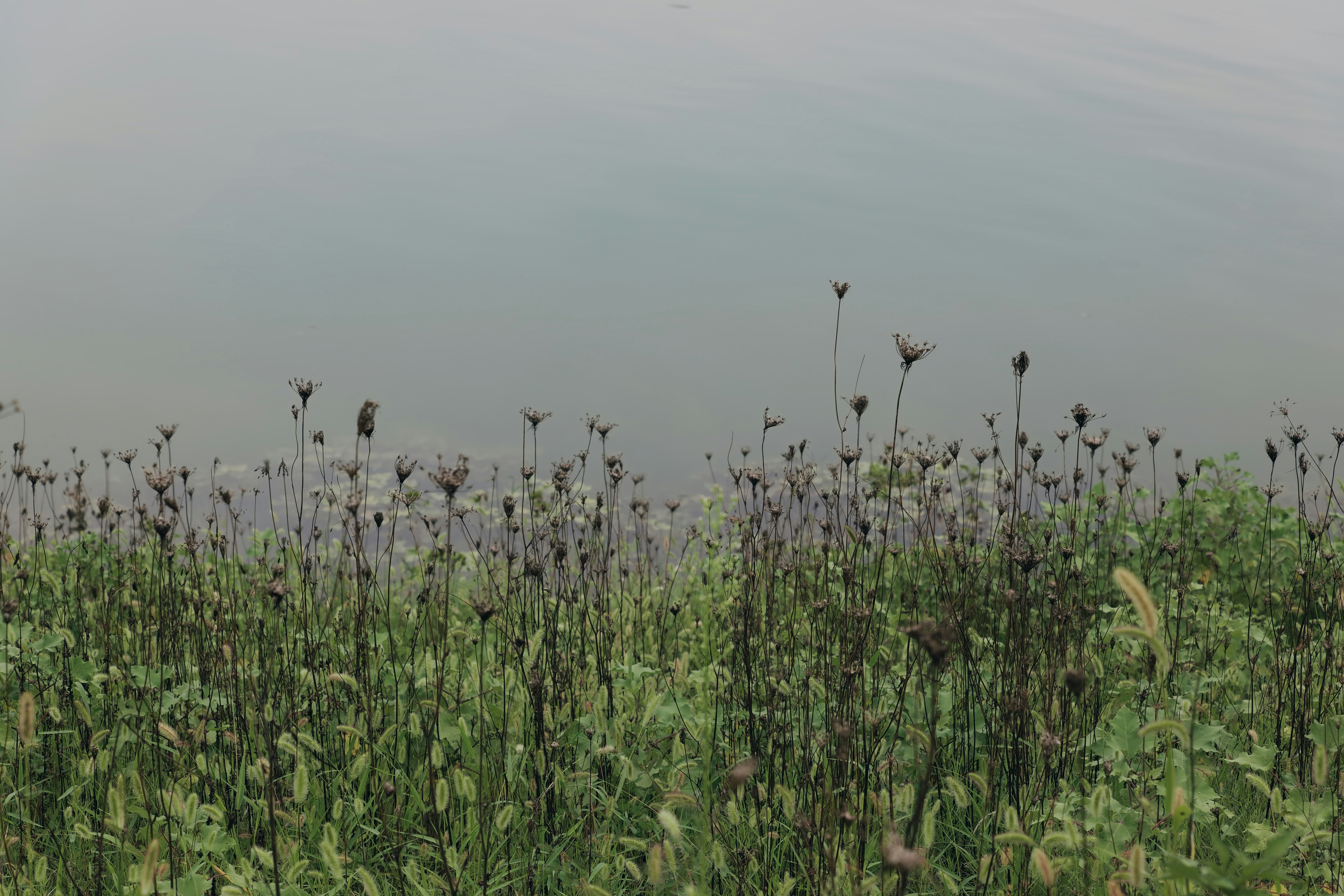Field of withered stalks by a quiet shoreline