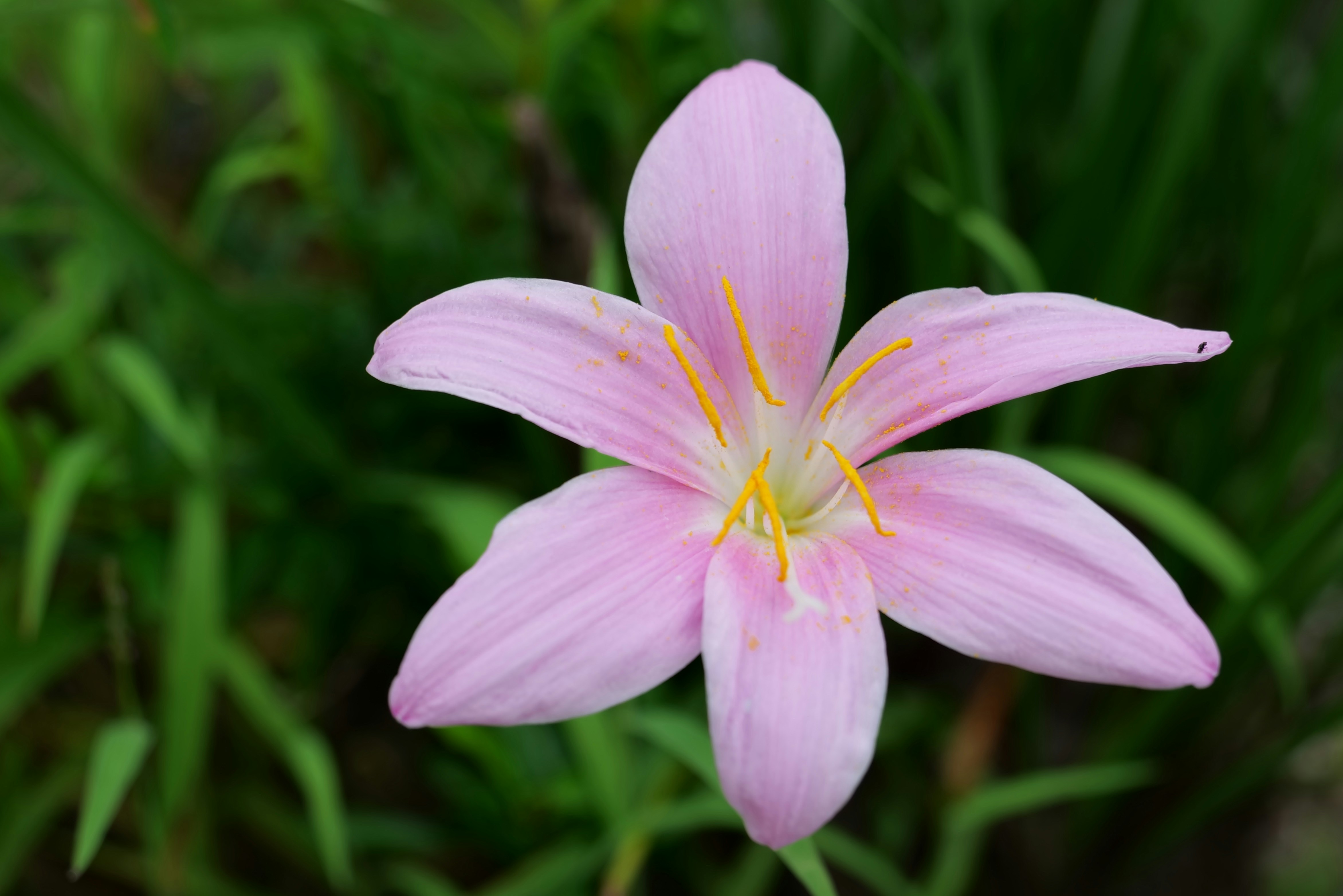 Lilac-pink Lily Centerstage in Soft Green Blur