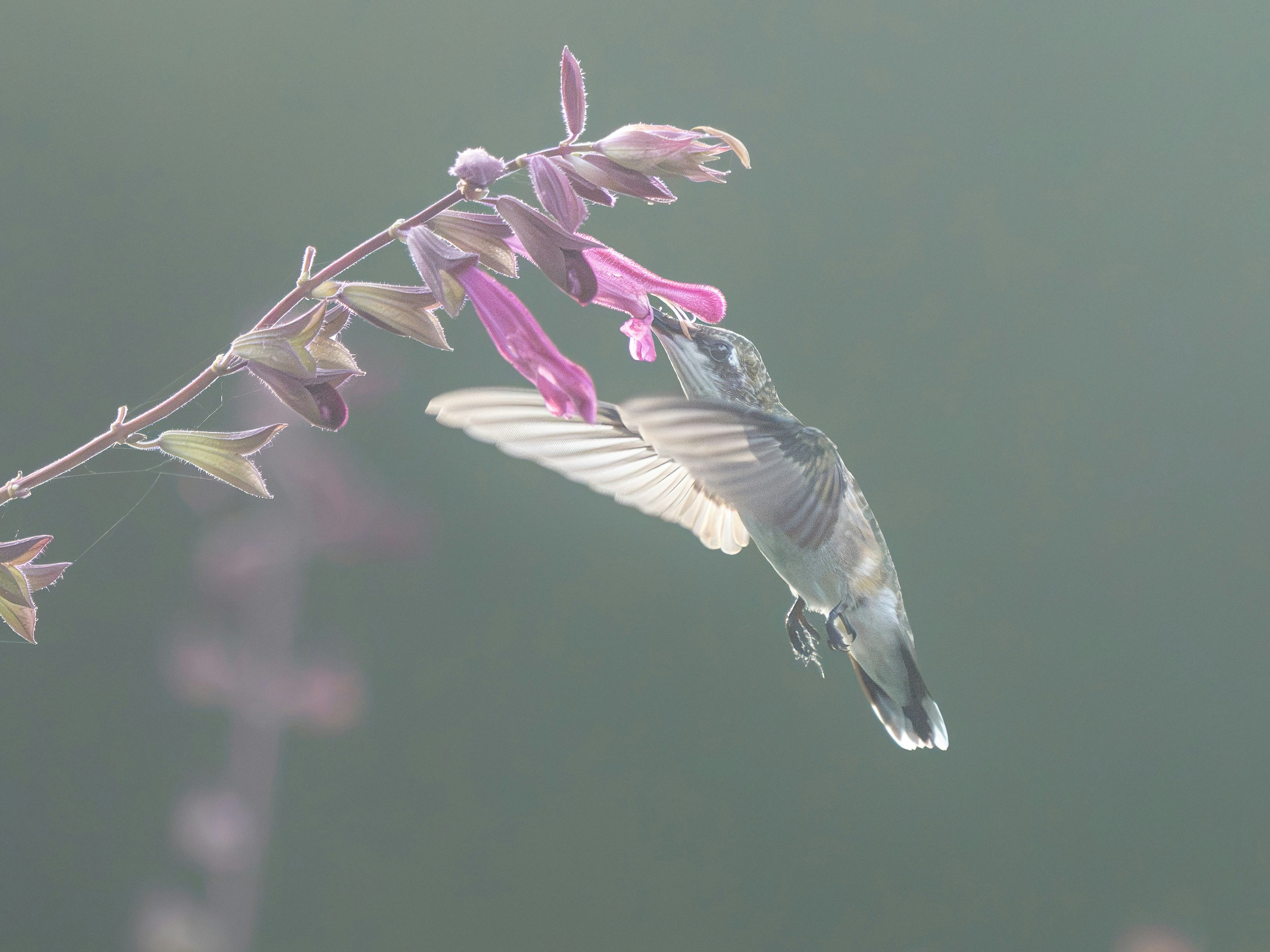 Hummingbird in mid-dive toward a pink bloom