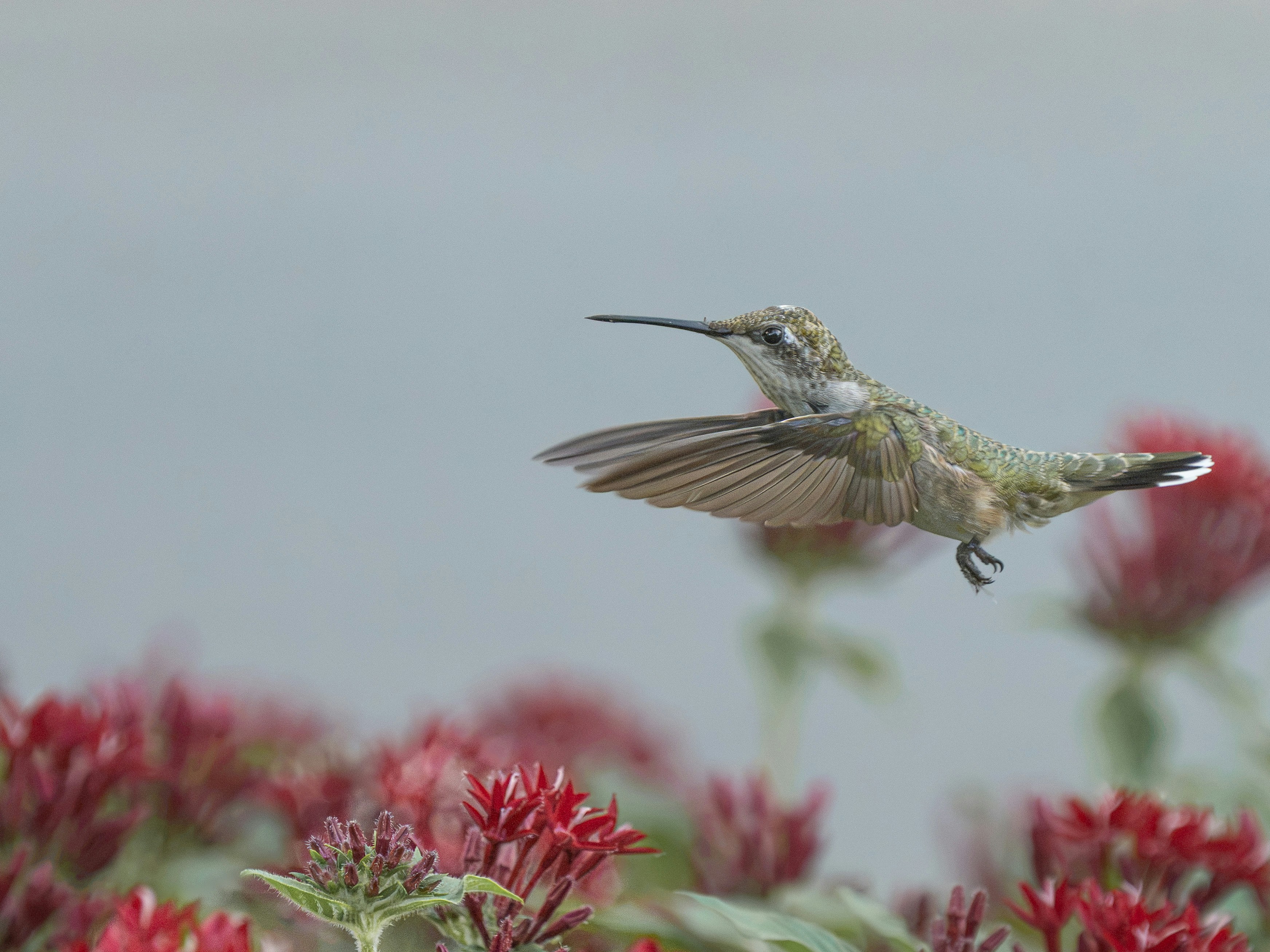 Hummingbird in Flight Over Crimson Blooms