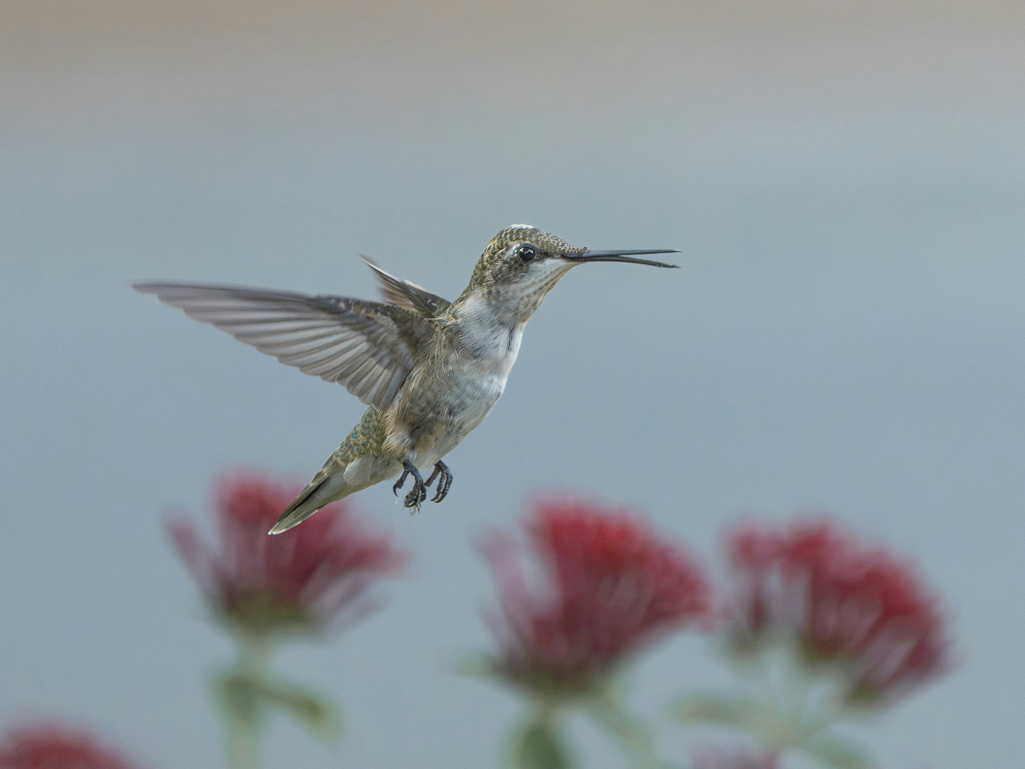 Hummingbird in Mid-Flight: Throat and Beak in Focus