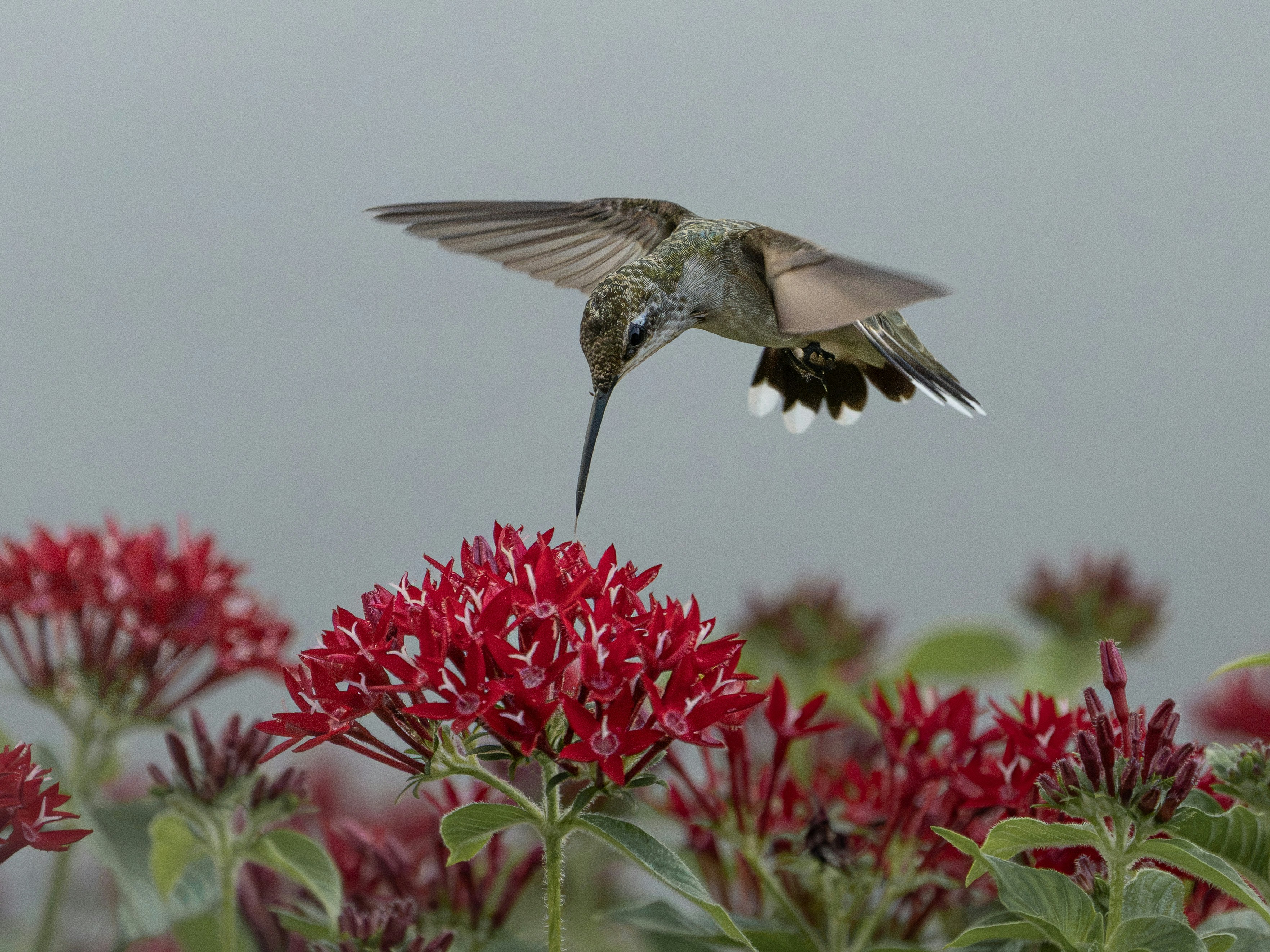 Hummingbird in Blue-Gray Light Over Red Prairie