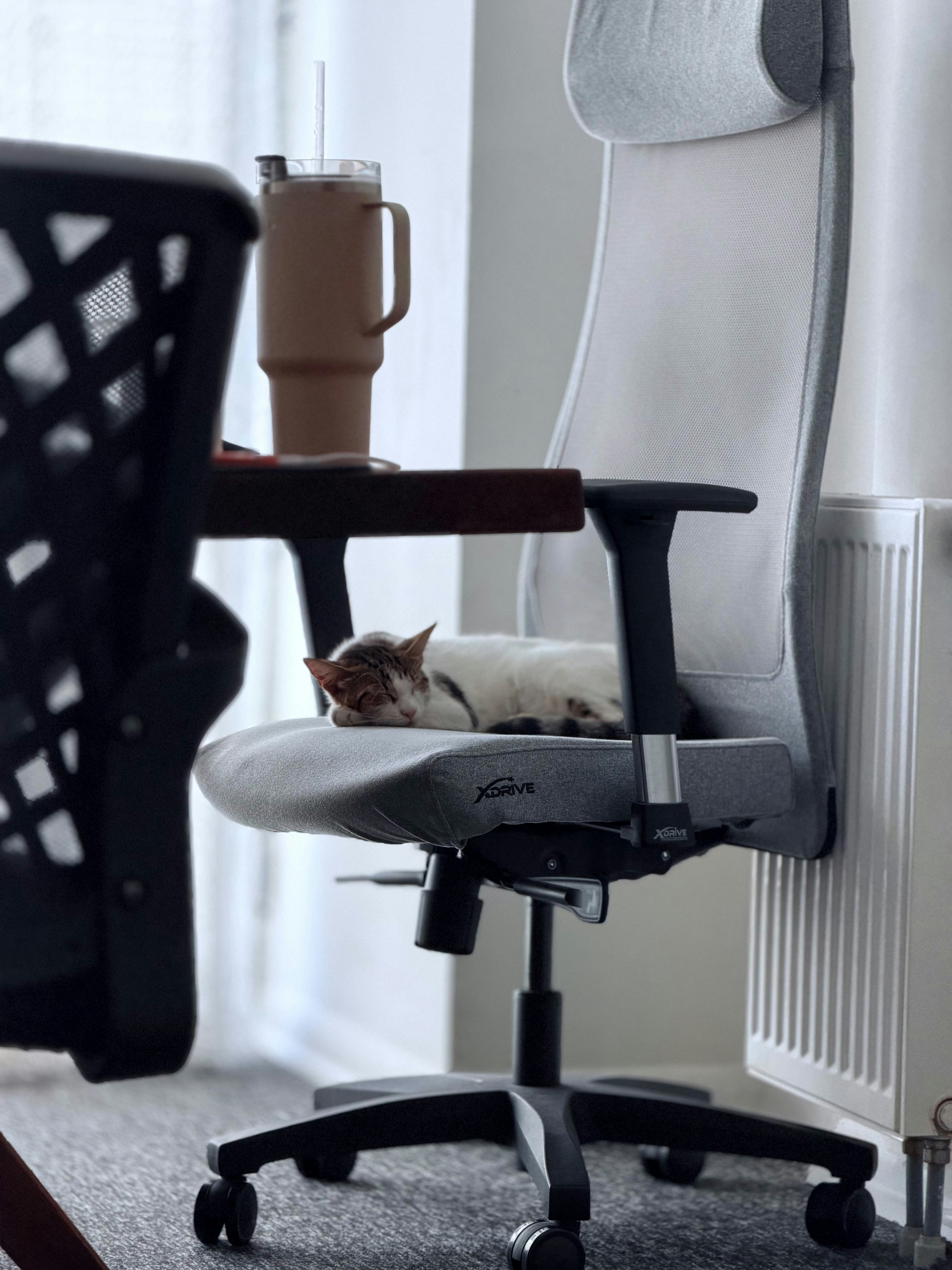 A white and brown cat sleeping on a grey office chair near a desk