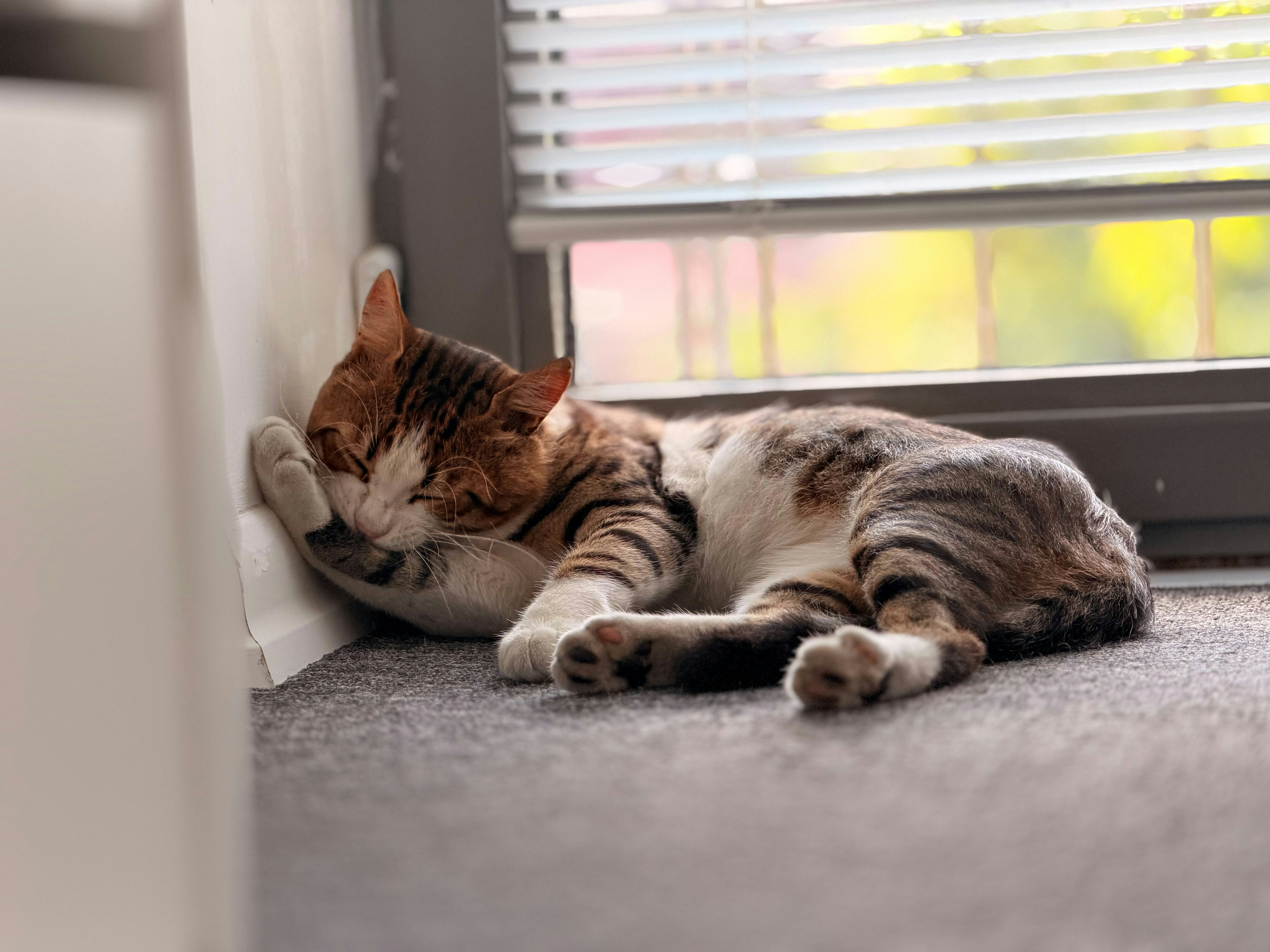 Nap by the Window: A Calm Cat Resting in Soft Sun