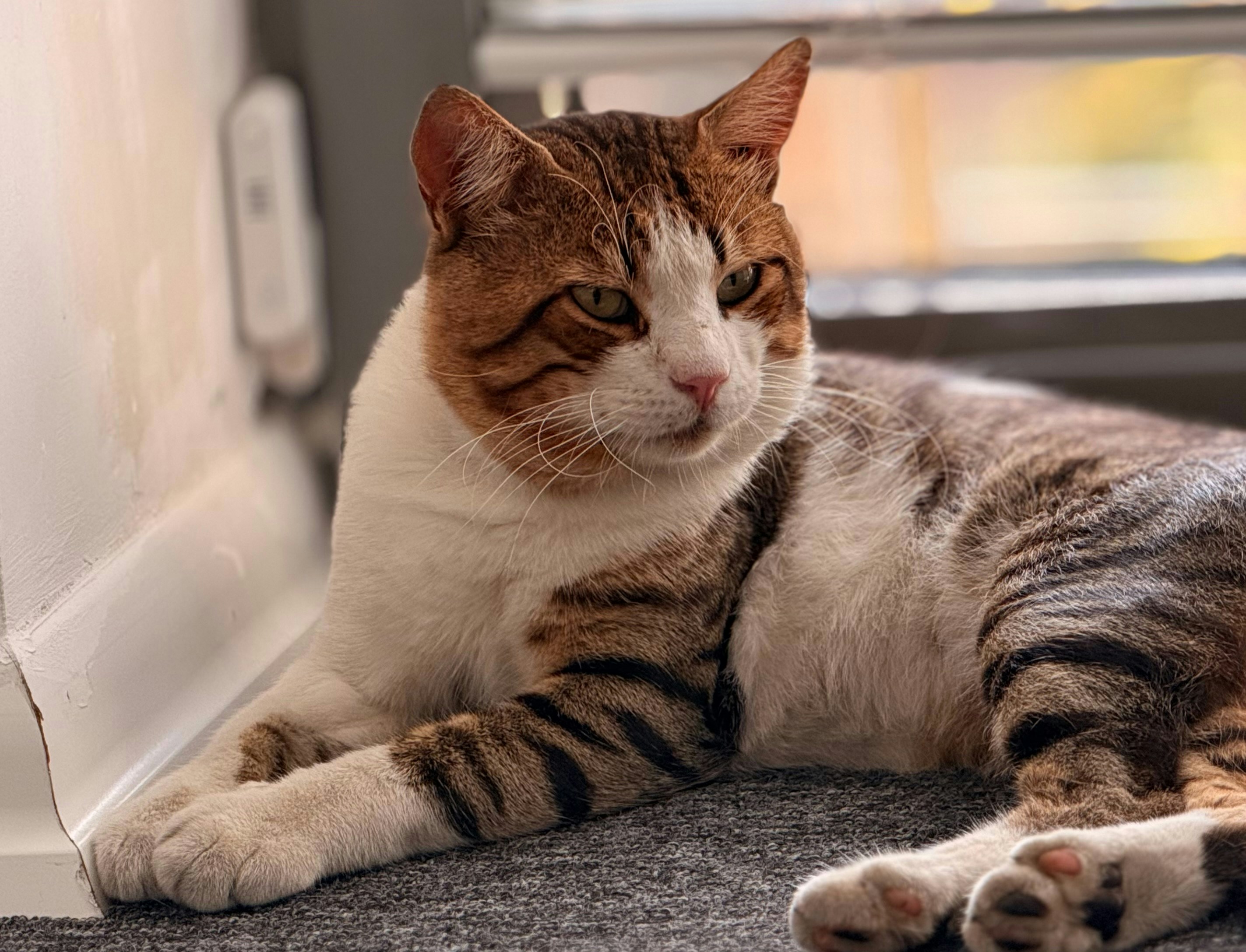 Lounge of a Quiet Hunter: Calm Cat Resting by a Window