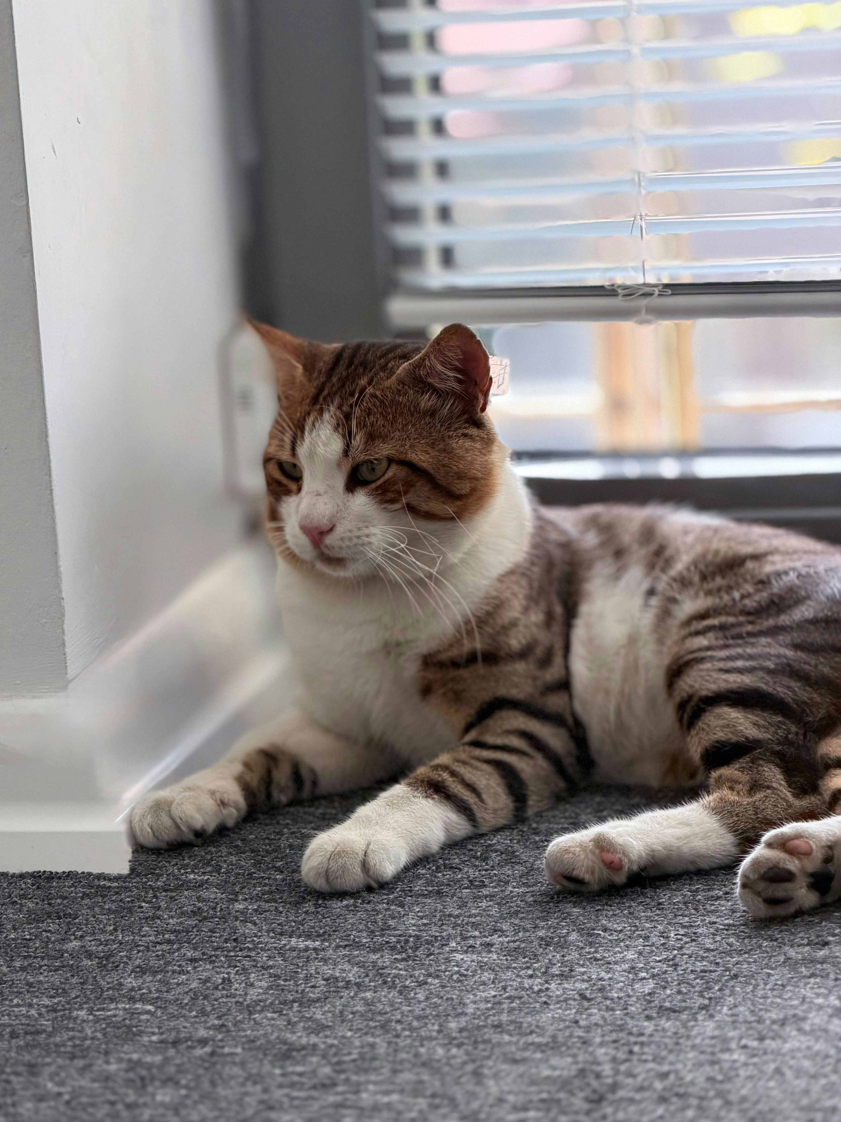 Sunlit Windowsill Cat at Rest