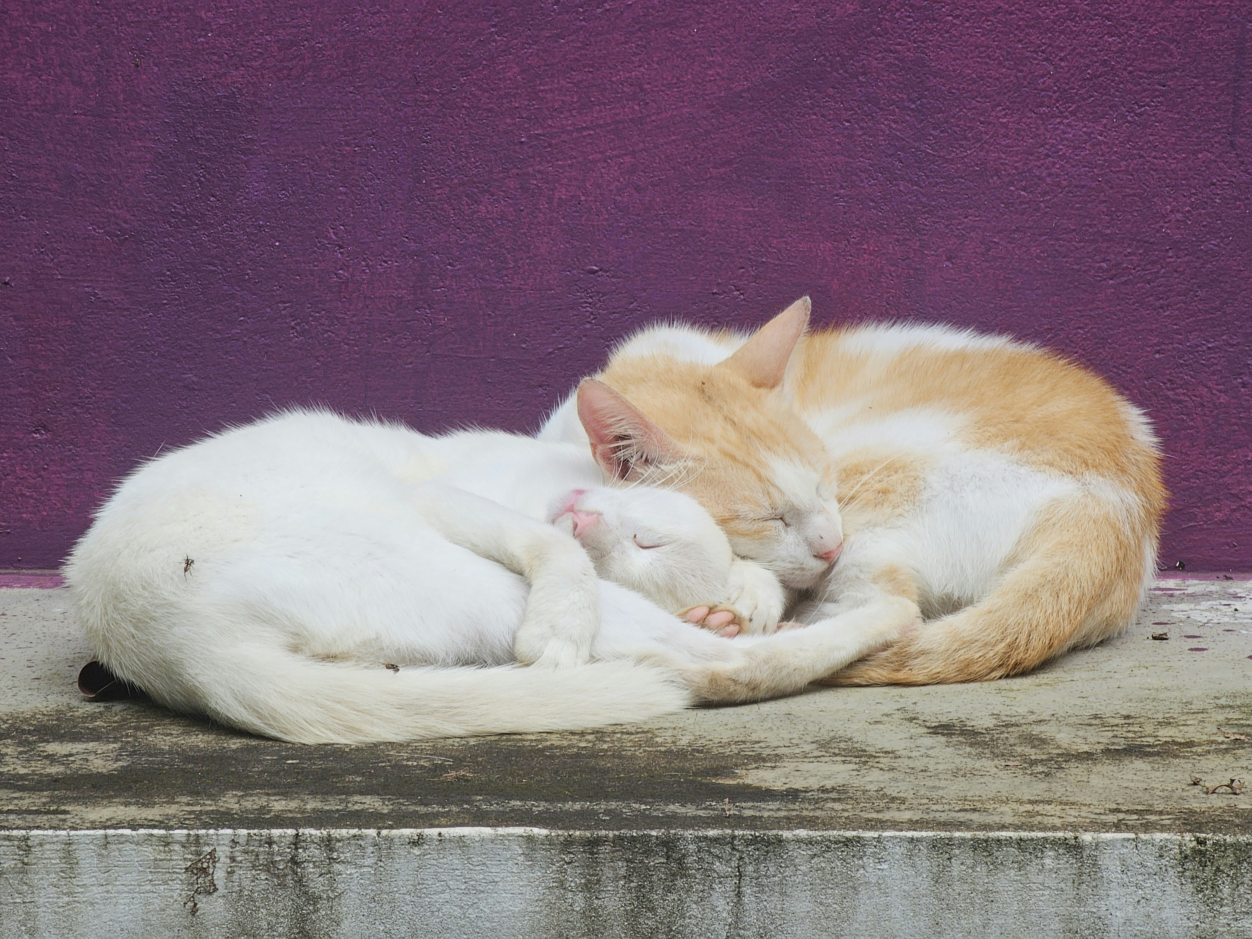 Warm Embrace: Two Cats Napped on a Sunny Concrete Step