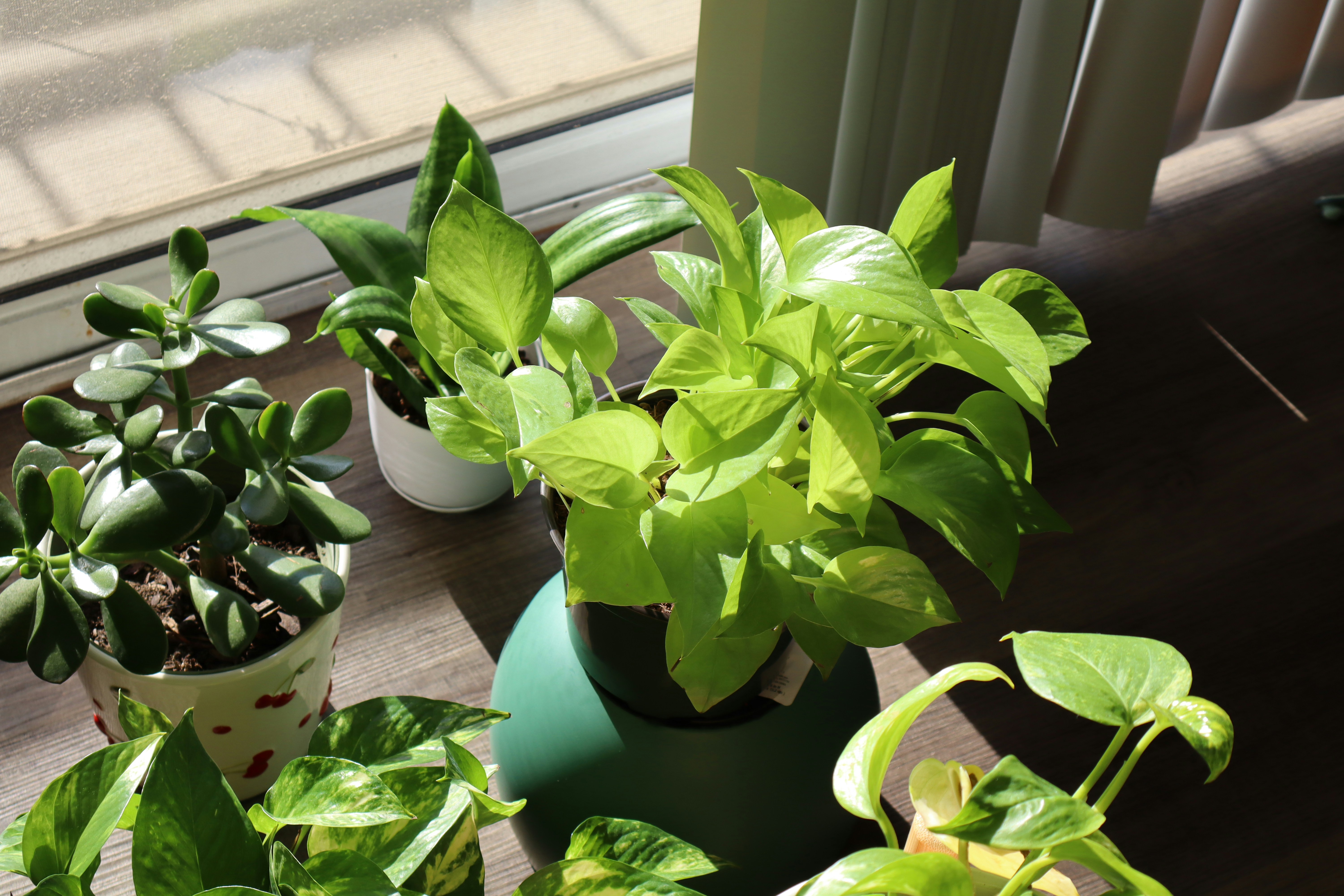 Sunlit houseplants crowd a wooden windowsill, with leafy greens catching bright natural light from a nearby window.