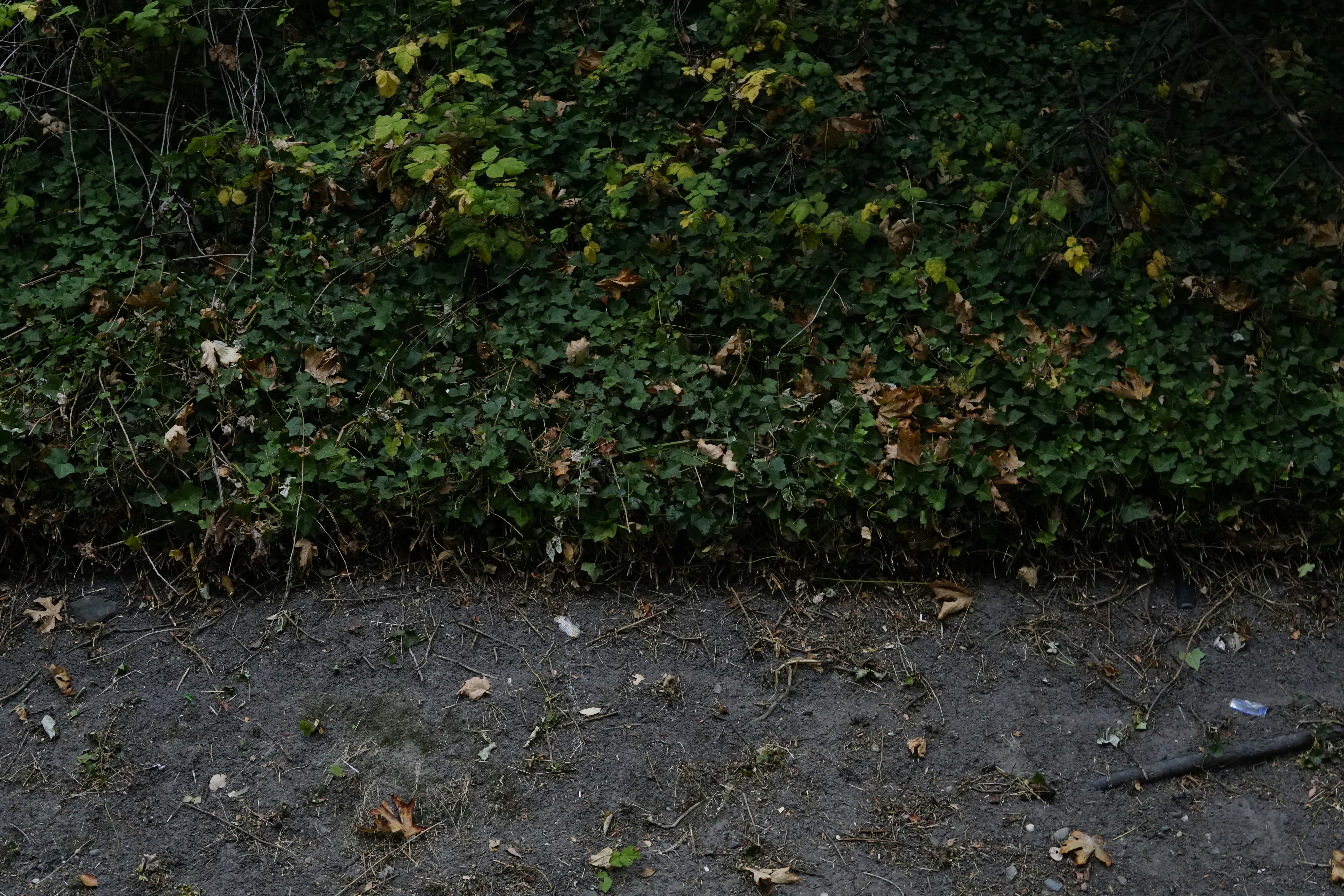 Edge of Quiet Hedge: Ground debris and sparse leaves along a gravel path